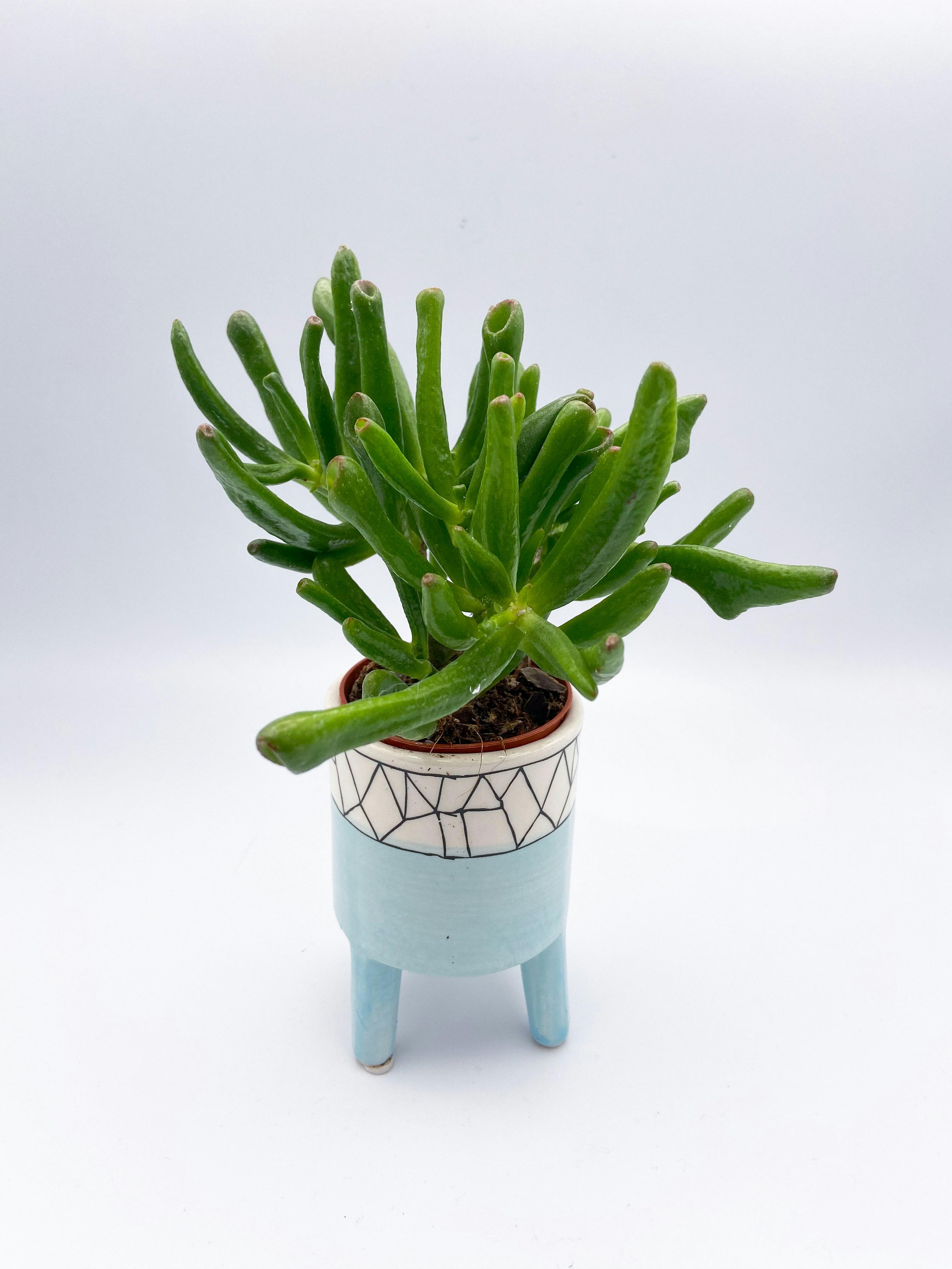 Green Succulent in a Pale-Blue Tripod Pot Commands Attention