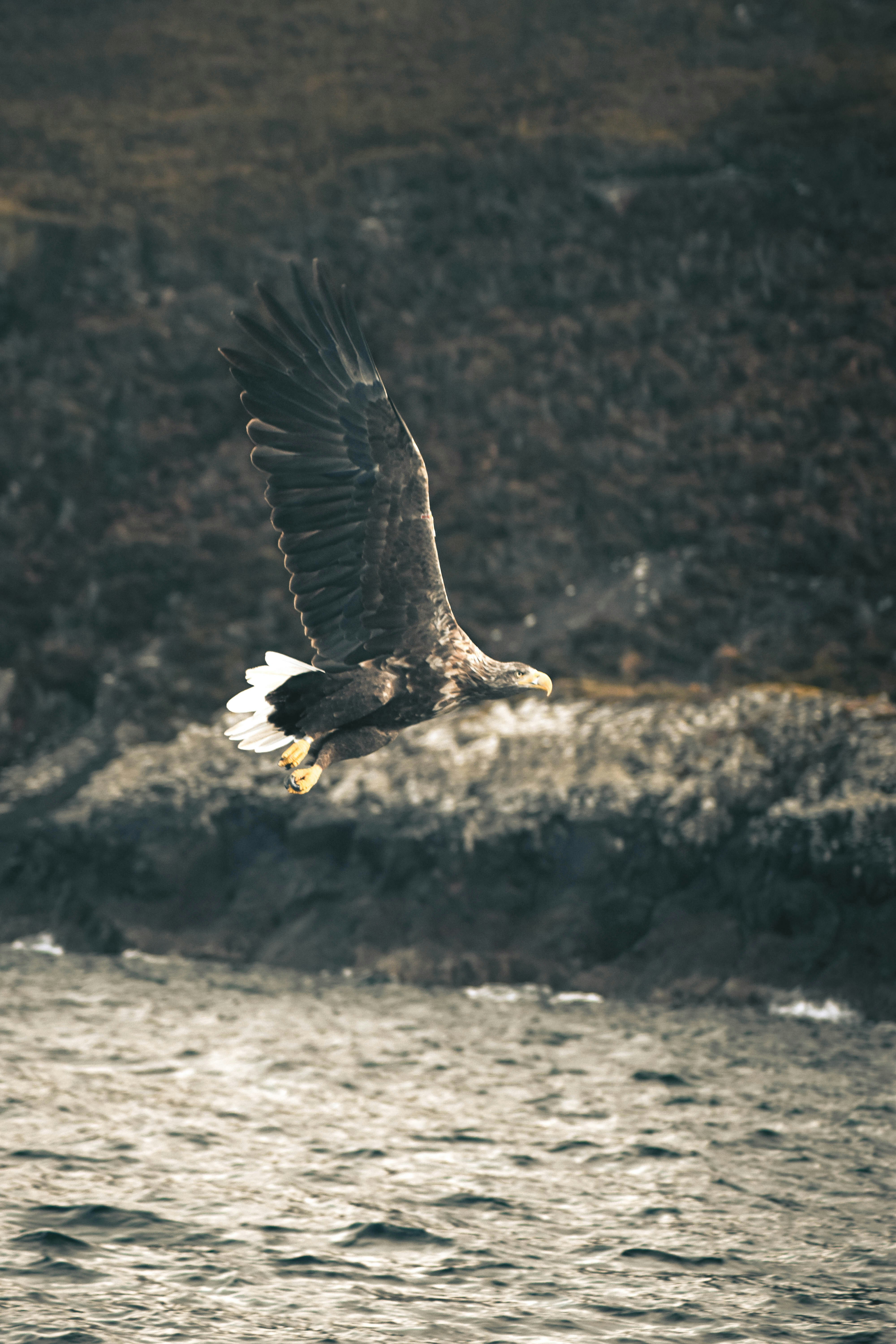 Bald eagle soaring gracefully over the ocean with rocky coastline in the background.