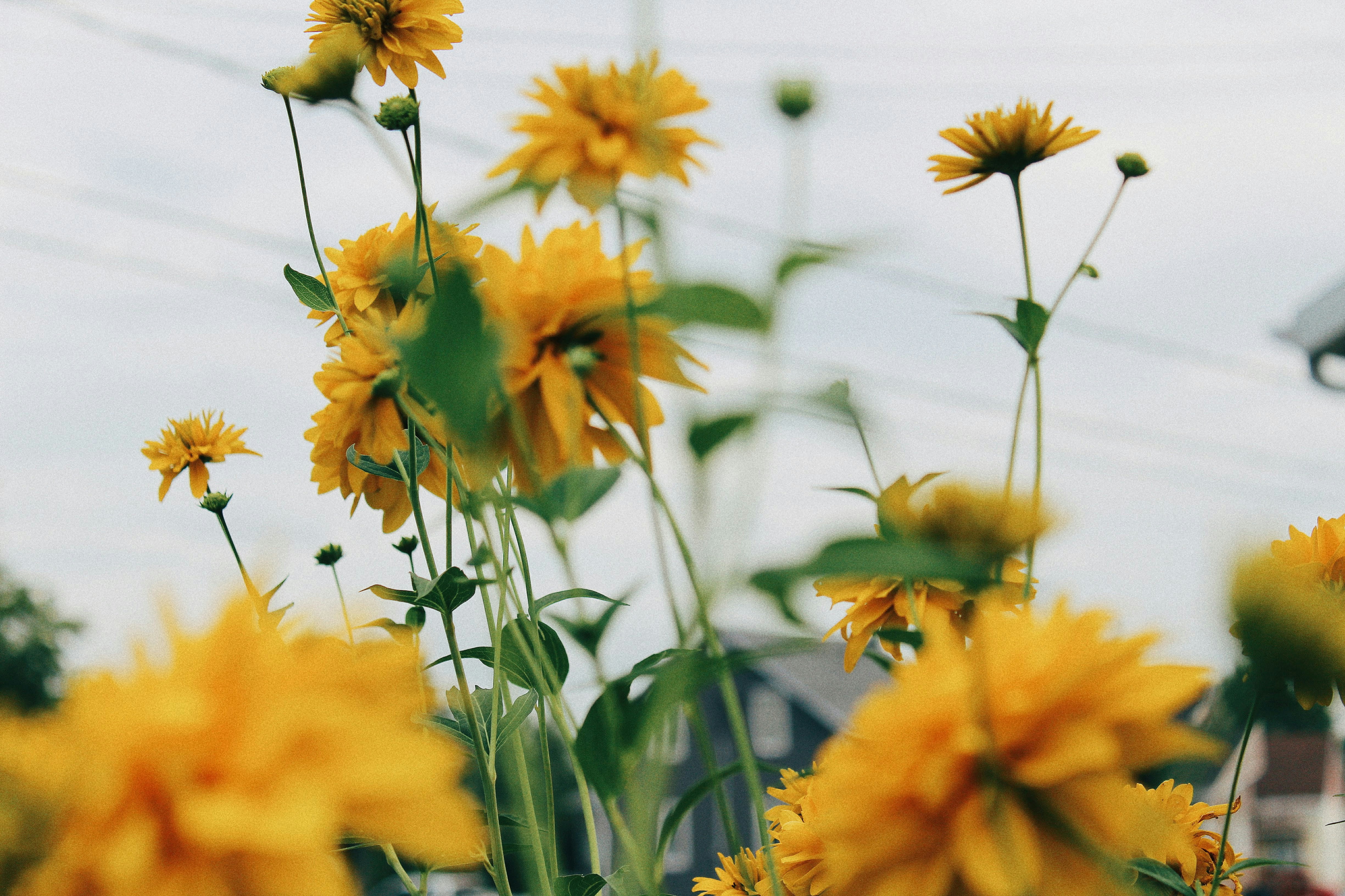 Vibrant yellow flowers sway gently in the breeze, surrounded by lush green leaves against a soft, cloudy sky.