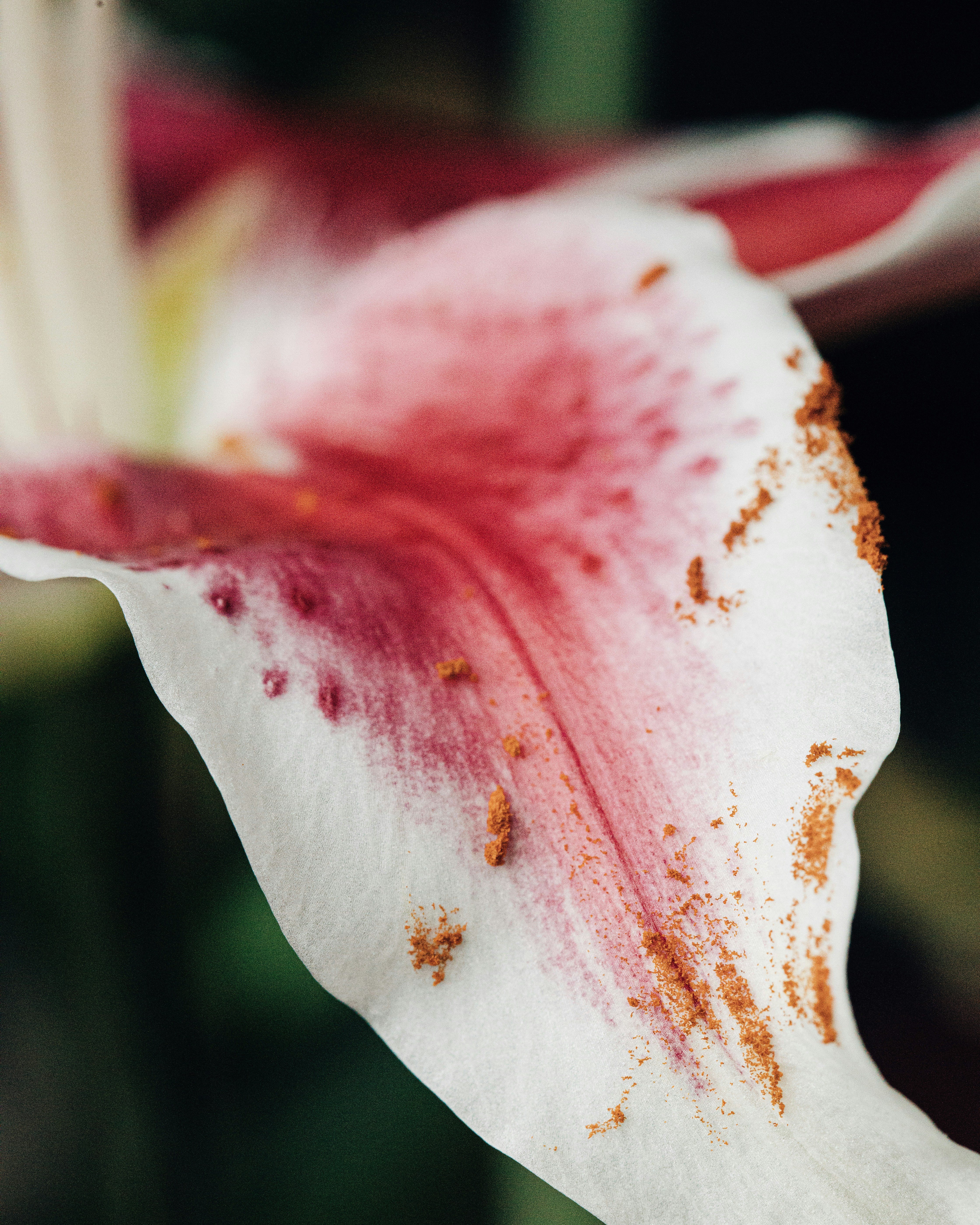 Pollen Specks on a Pink-White Petal: A Macro Moment