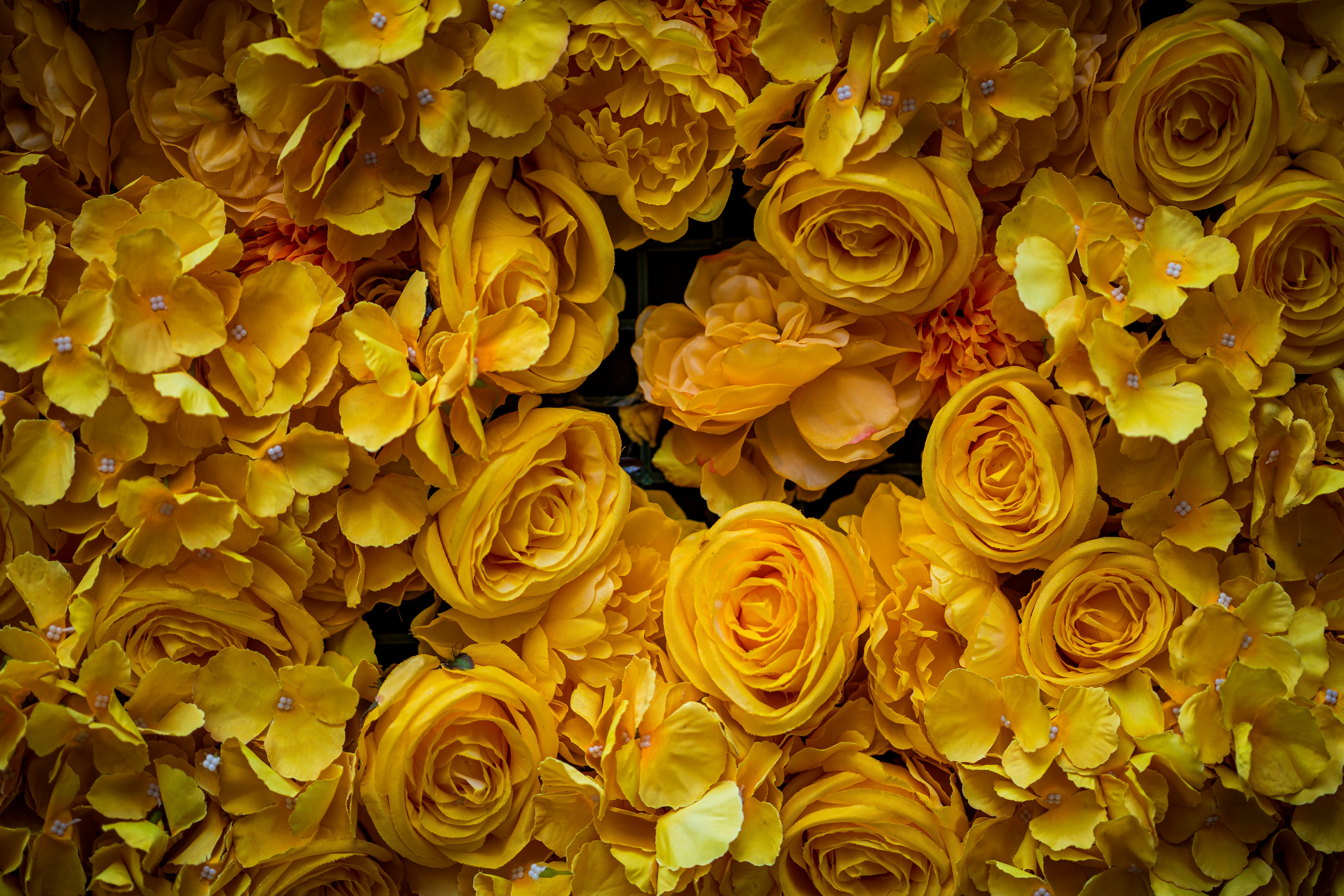 Center of Gold: A Dense Mosaic of Yellow Roses