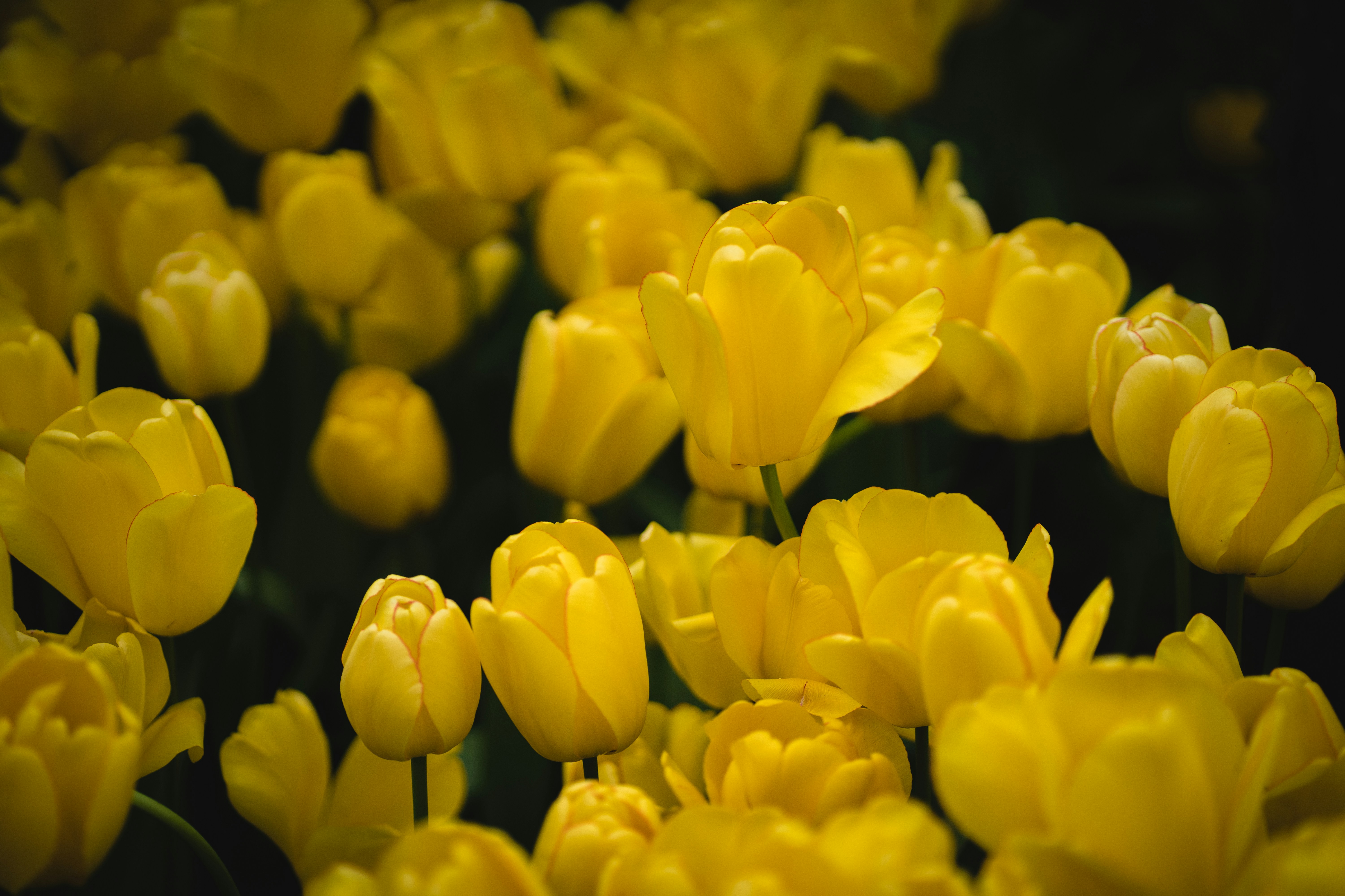 Velvet Sunlight Drapes a Field of Yellow Tulips