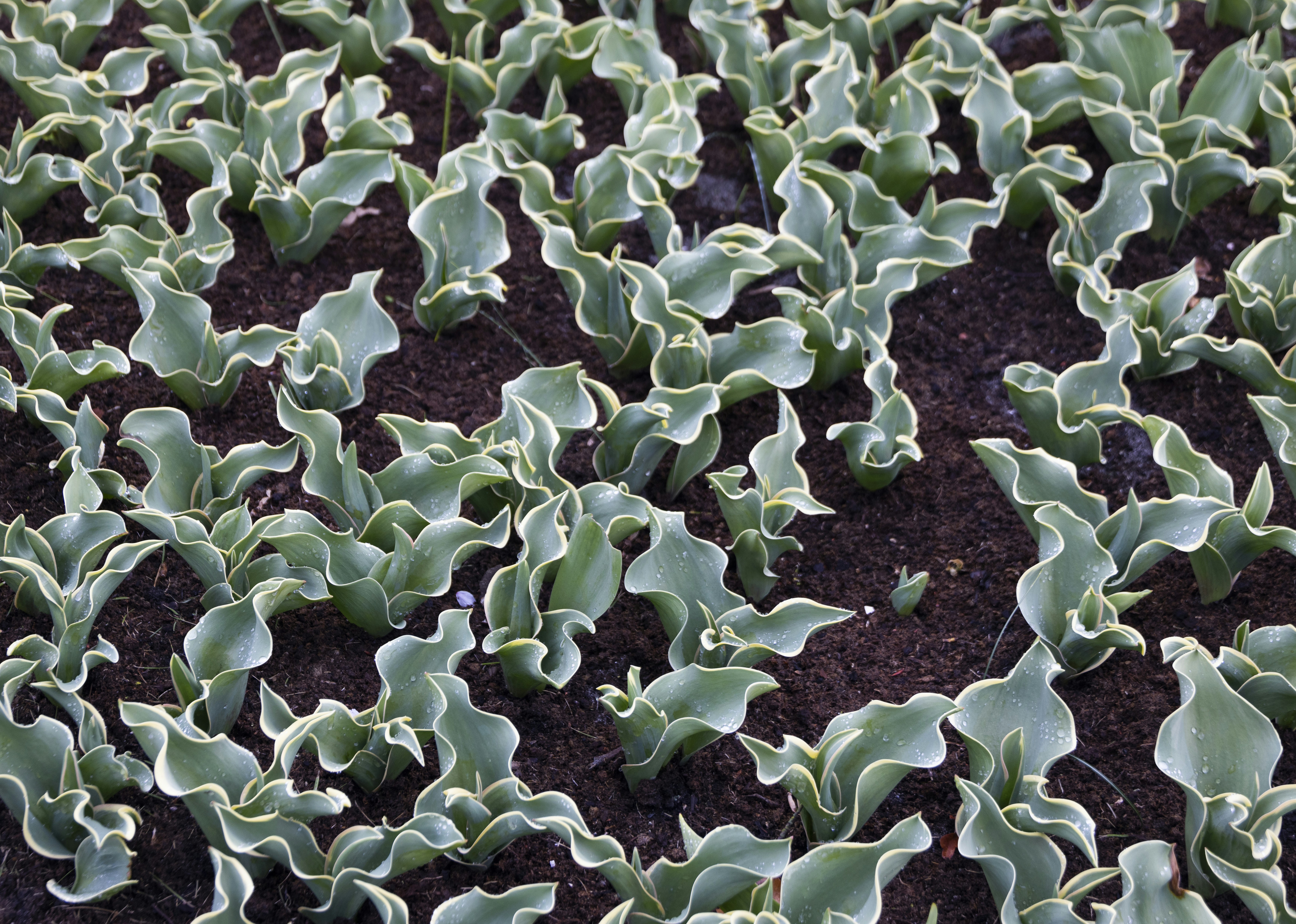 Coastal Green: Undulating Tulip-like Leaves March Across Dark Soil