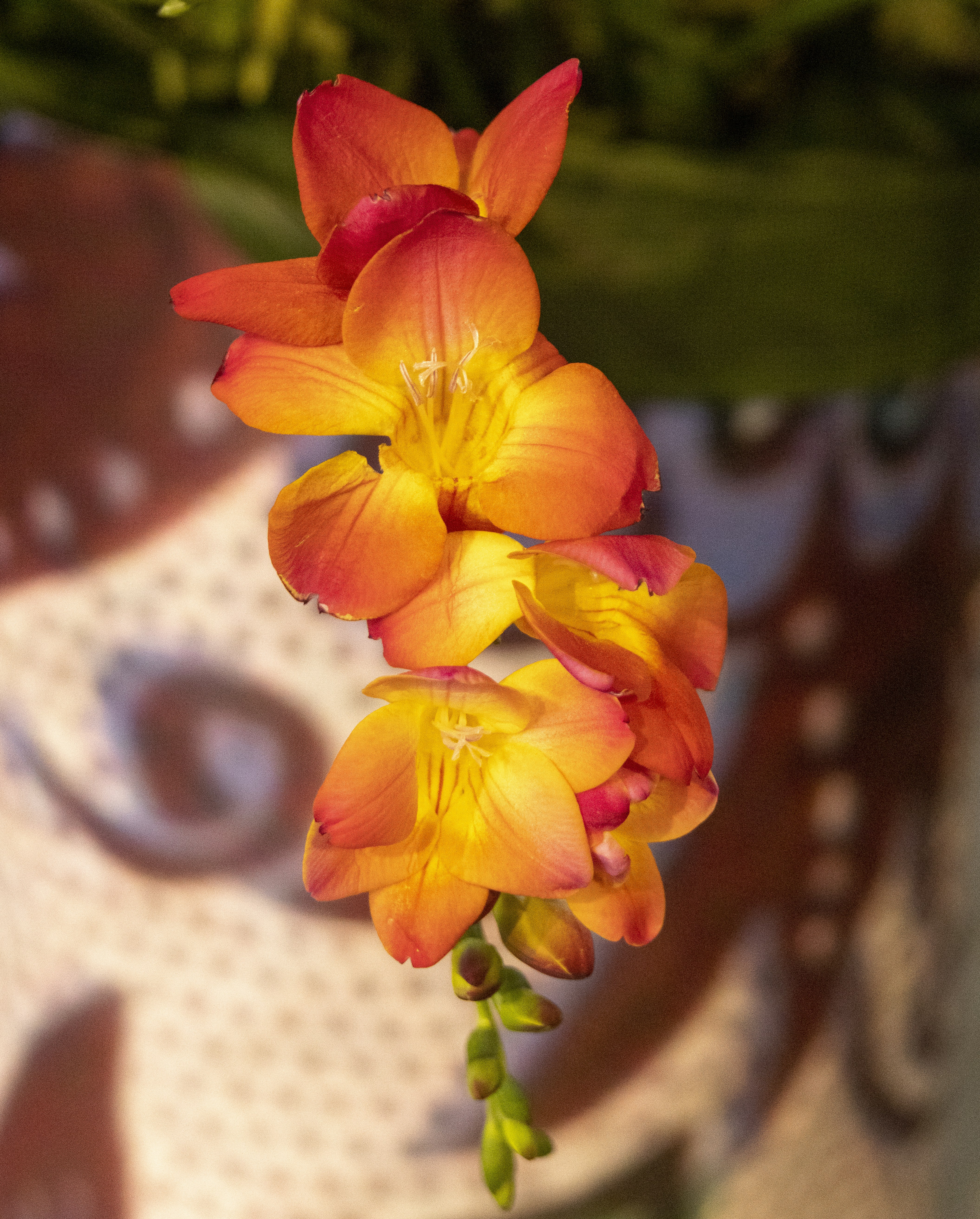 Photo by Jan Dommerholt with Canon EOS R5