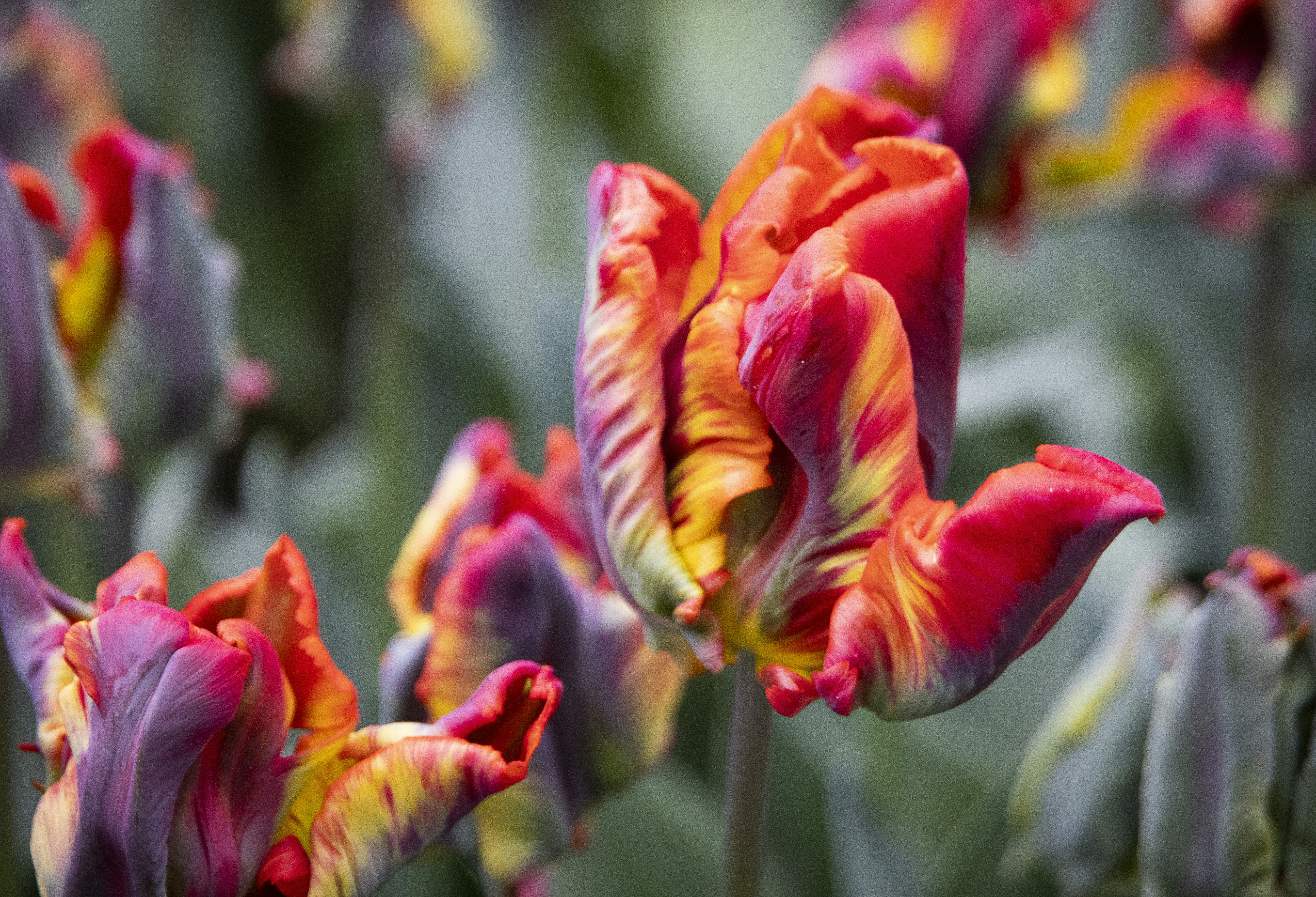 Flame-Tipped Tulips: Velvet Petals in Soft Focus