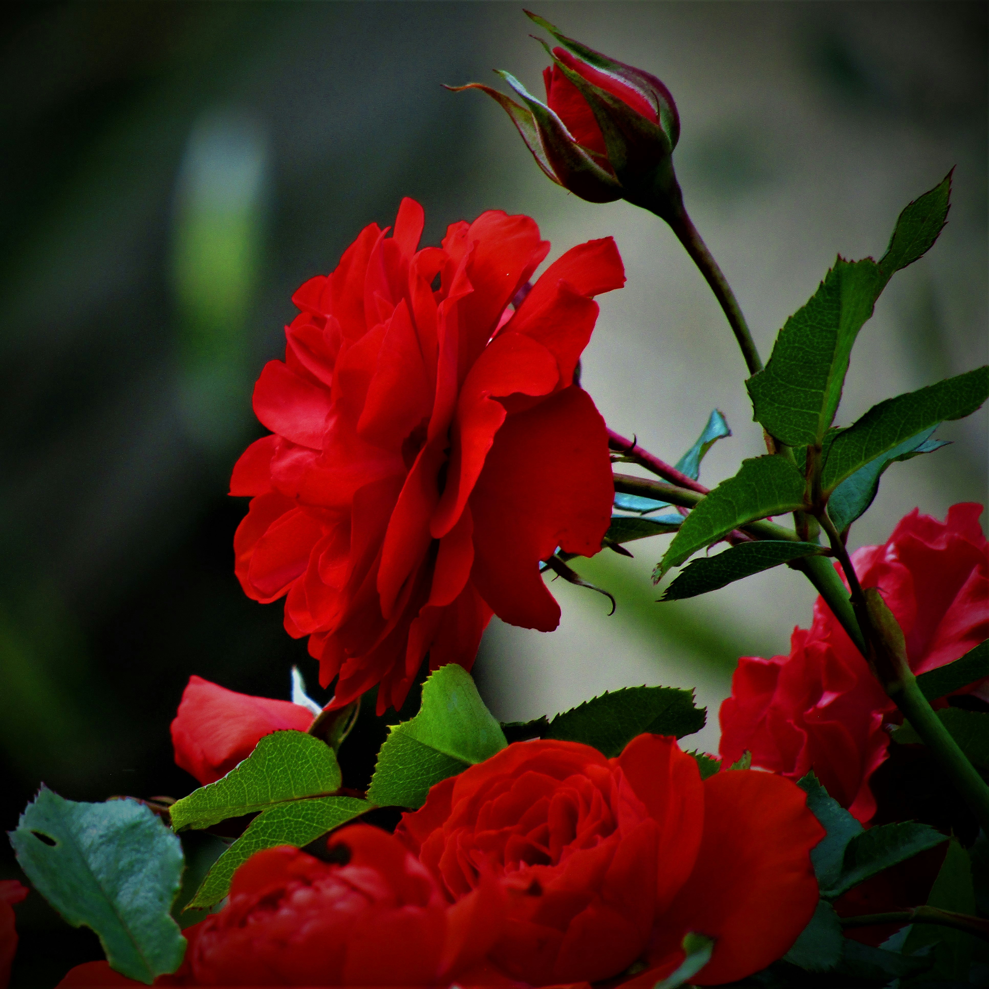 Vibrant red roses blooming amidst lush green foliage, showcasing their intricate petals and natural beauty.