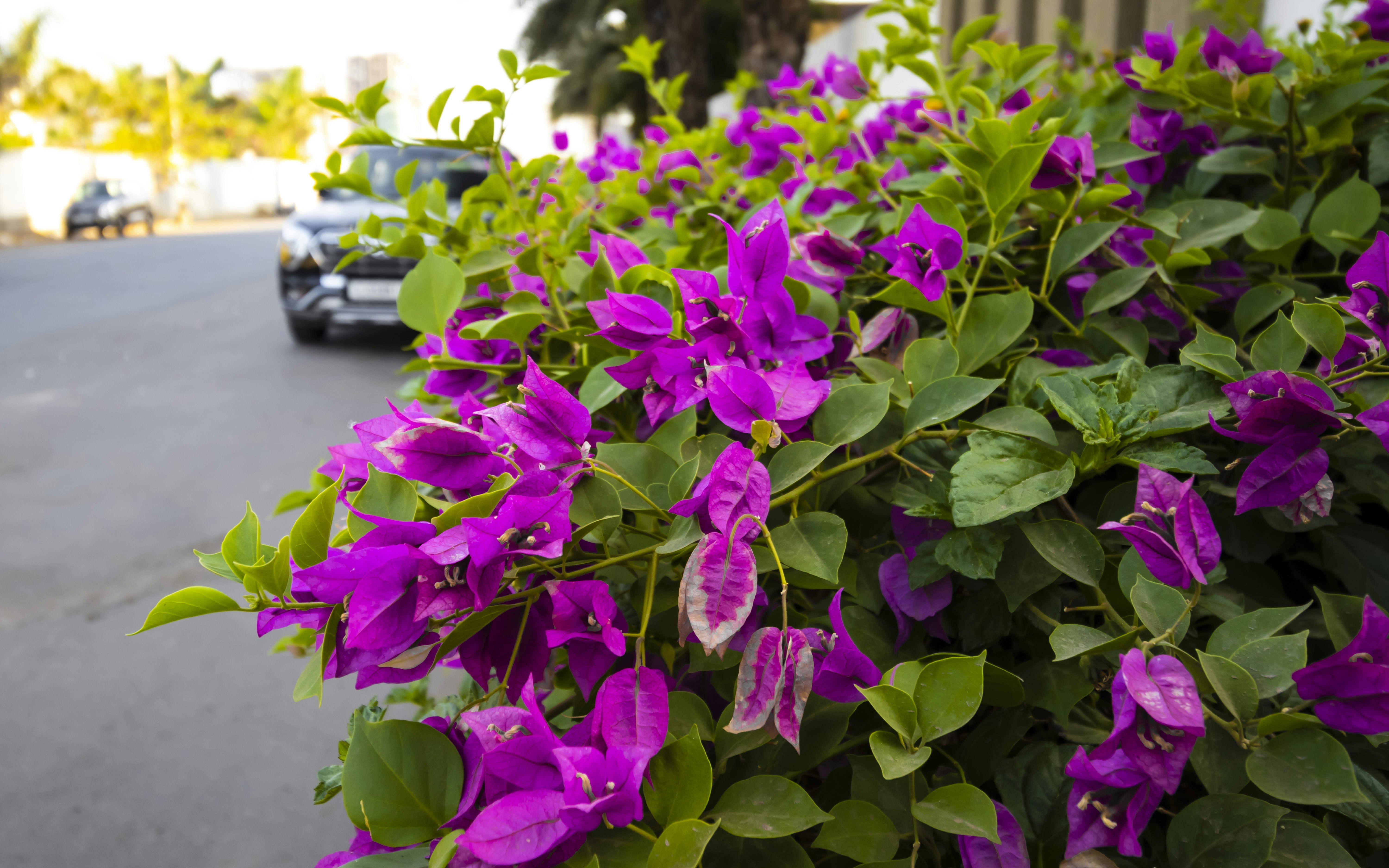 Vibrant Bougainvillea in an Urban Edge Corridor