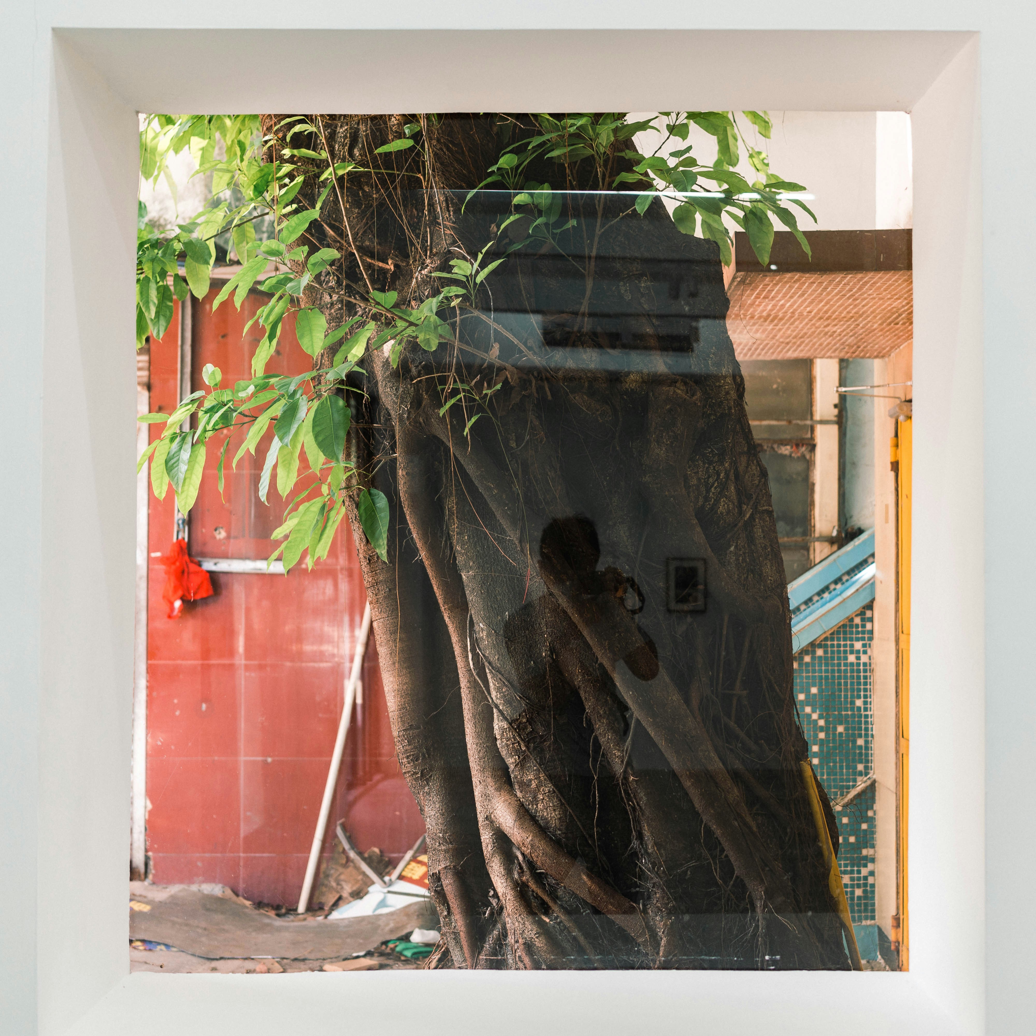 A tree growing through a window photo – Free Guangzhou Image on Unsplash