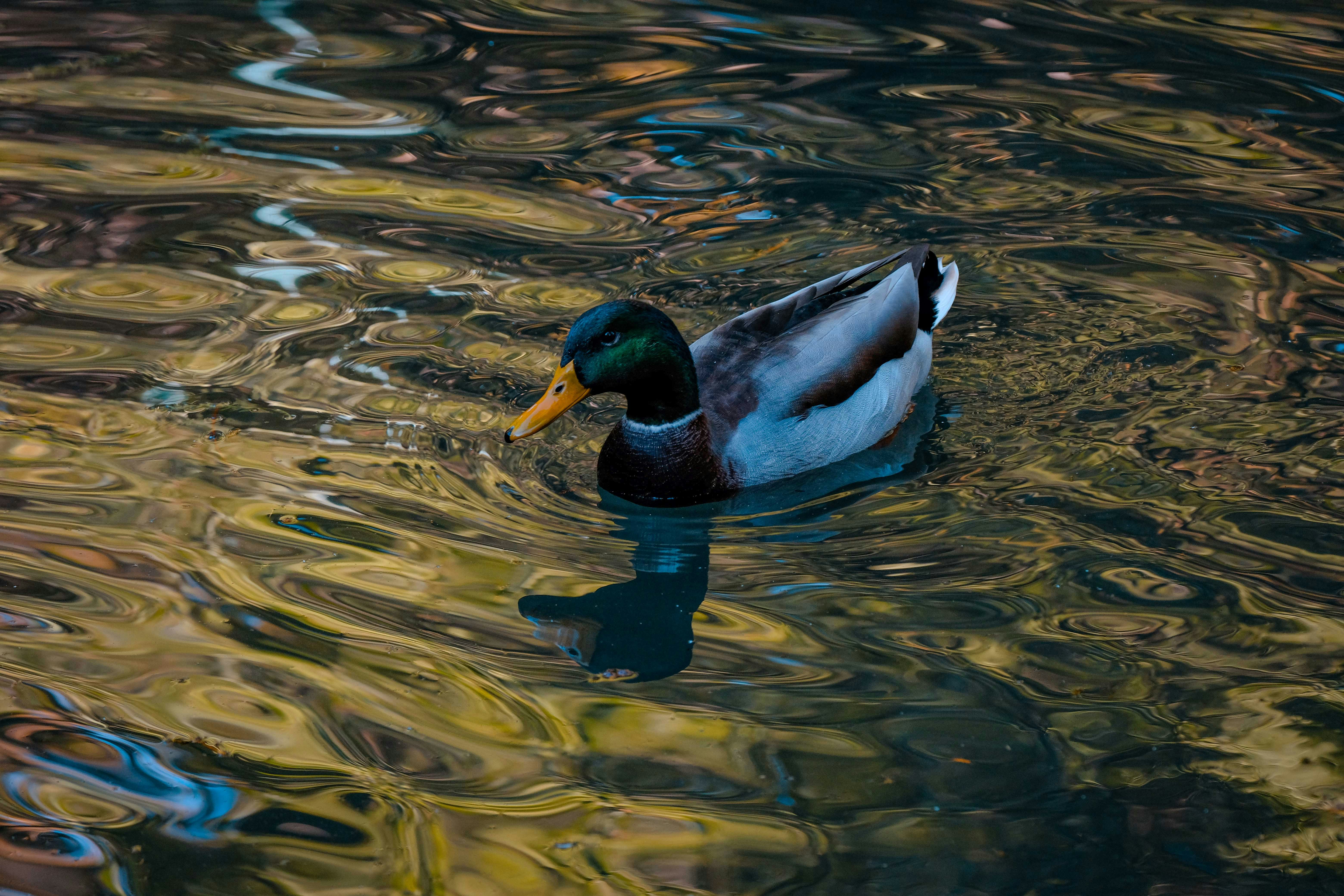 Prismatic Ripples: A Mallard Gliding Through Reflected Light