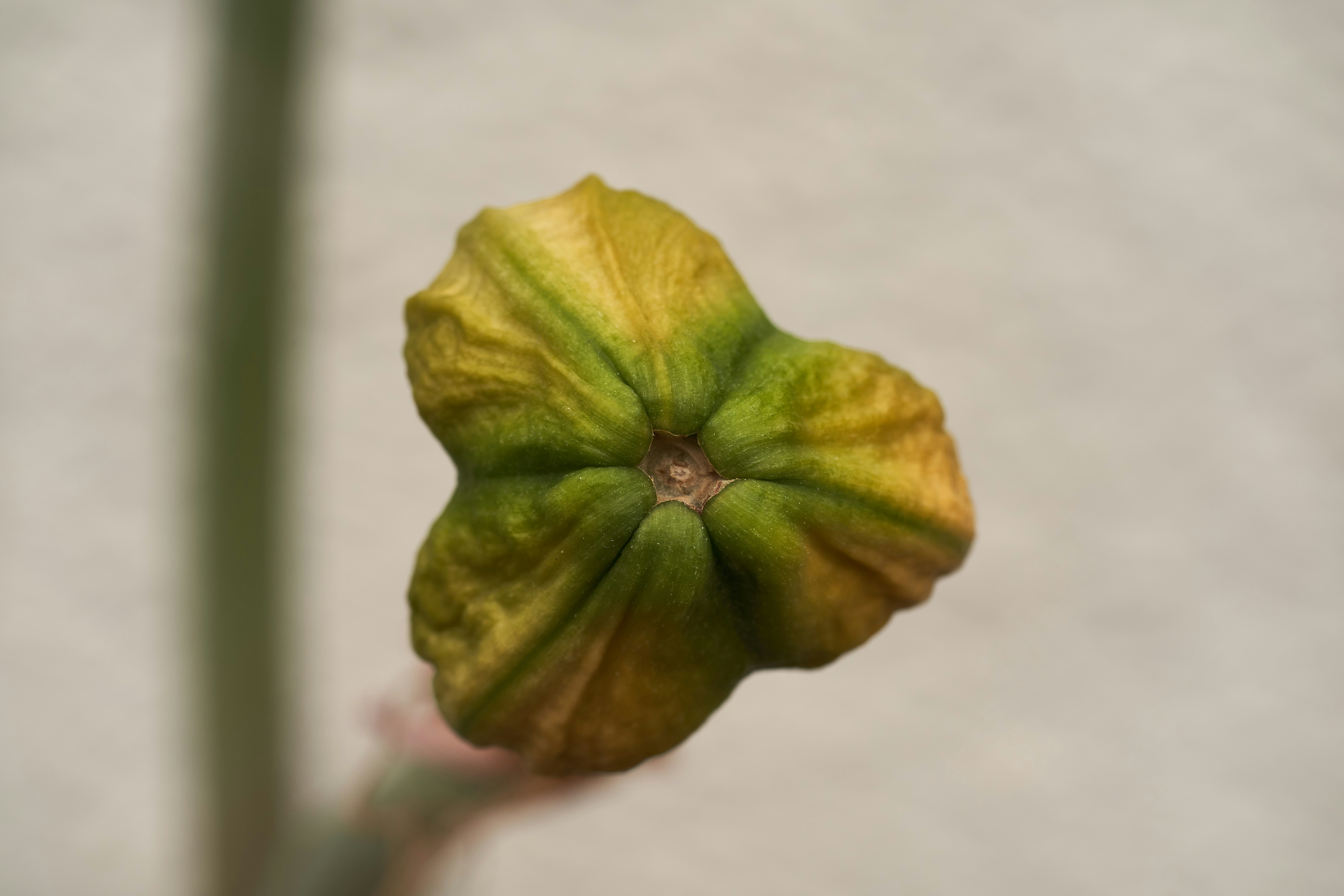 a close up of a flower