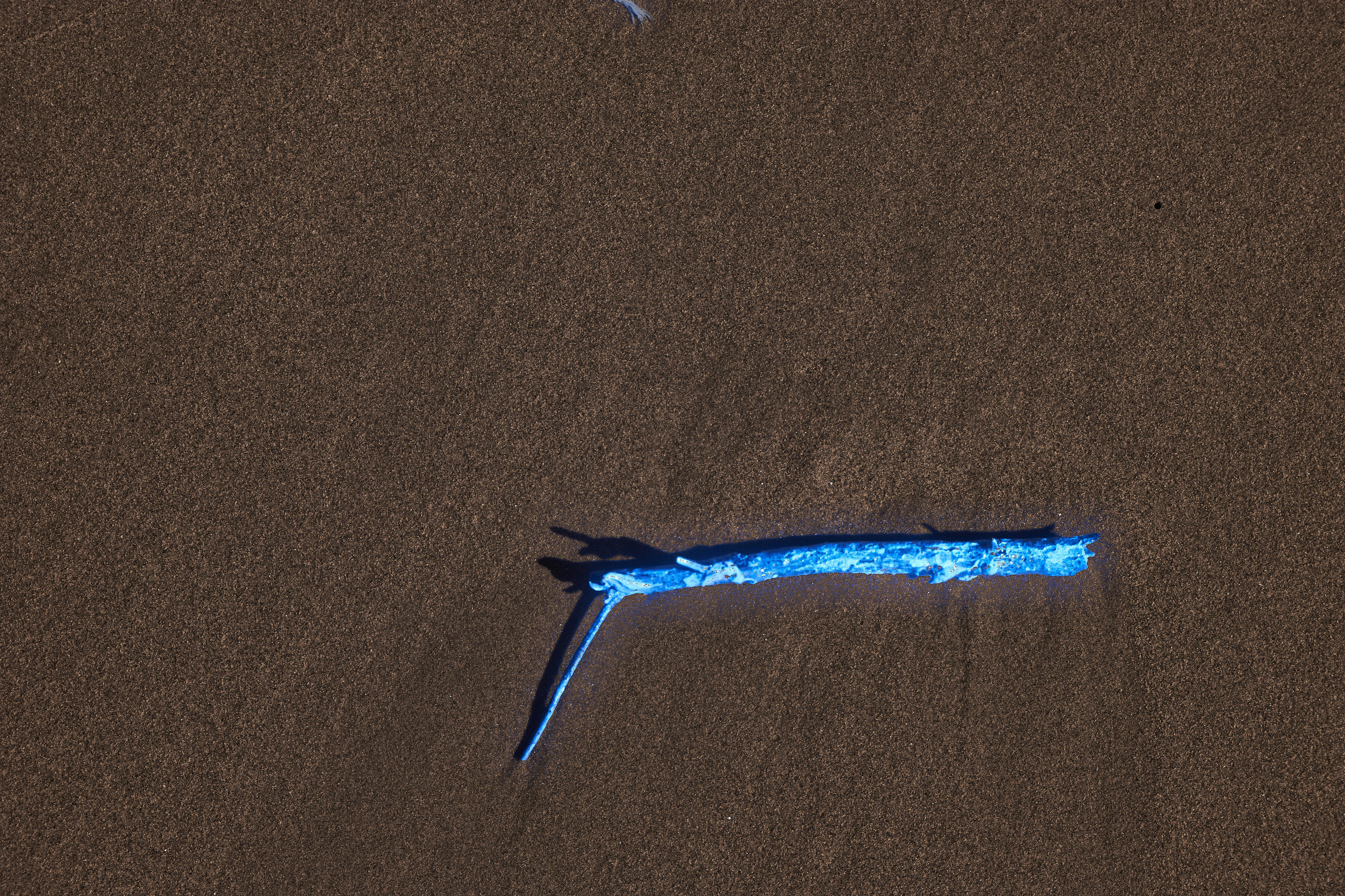 Cerulean Relic Resting on Sunlit Sand