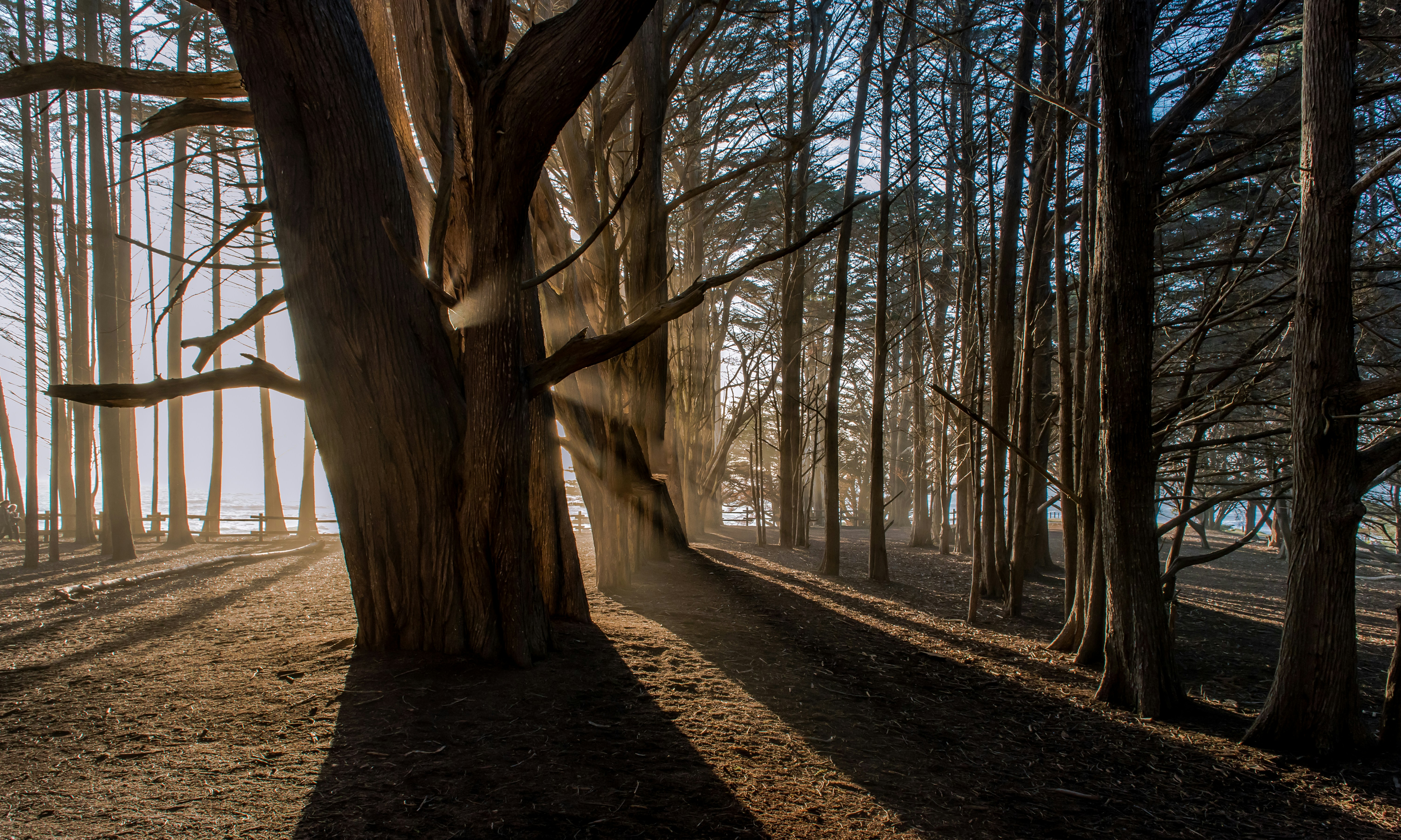 Sunlight filters through tall trees, casting long shadows on the forest floor, creating a serene atmosphere. The scene captures the interplay of light and nature's textures.