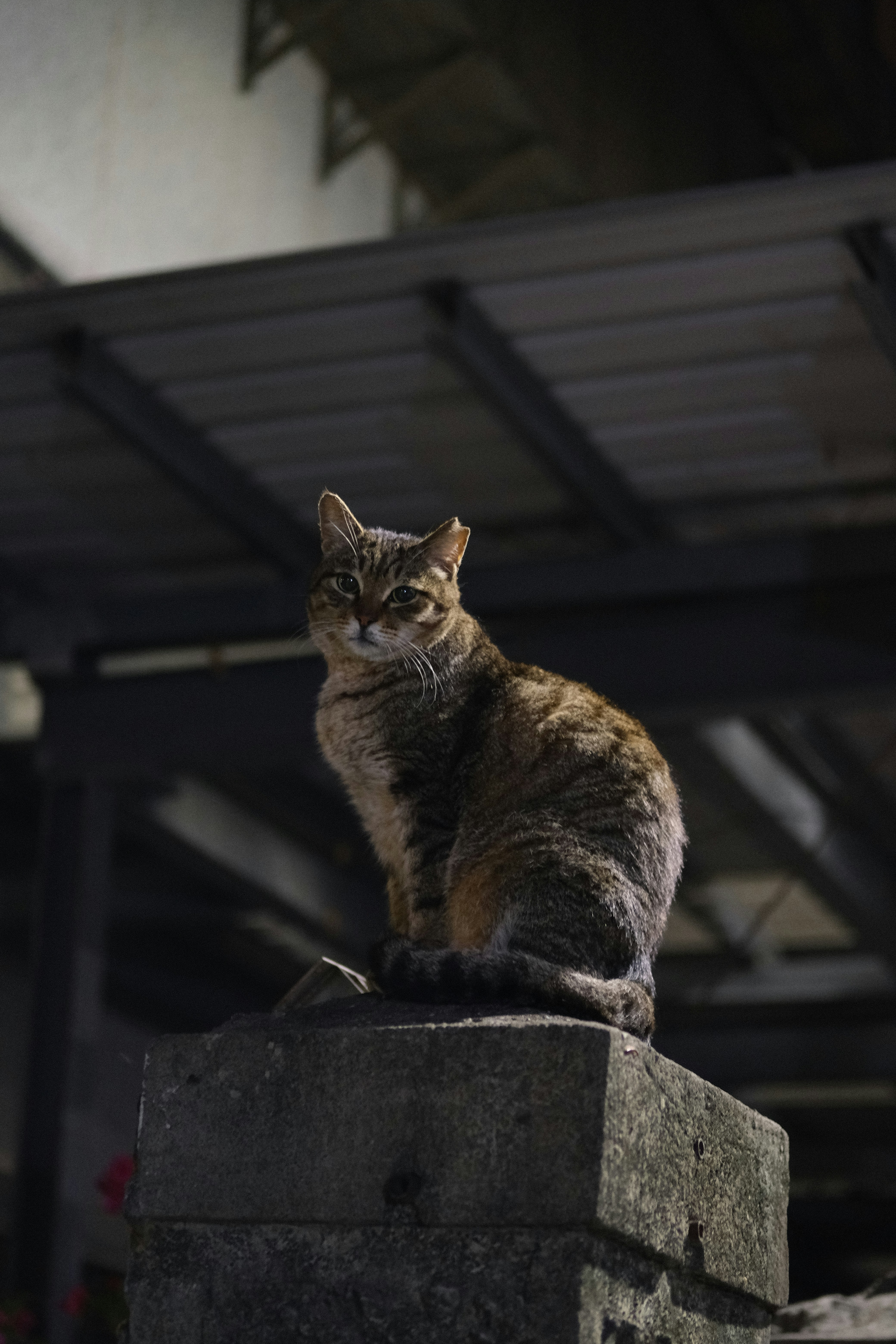 A cat sitting on a post photo – Free Cat Image on Unsplash