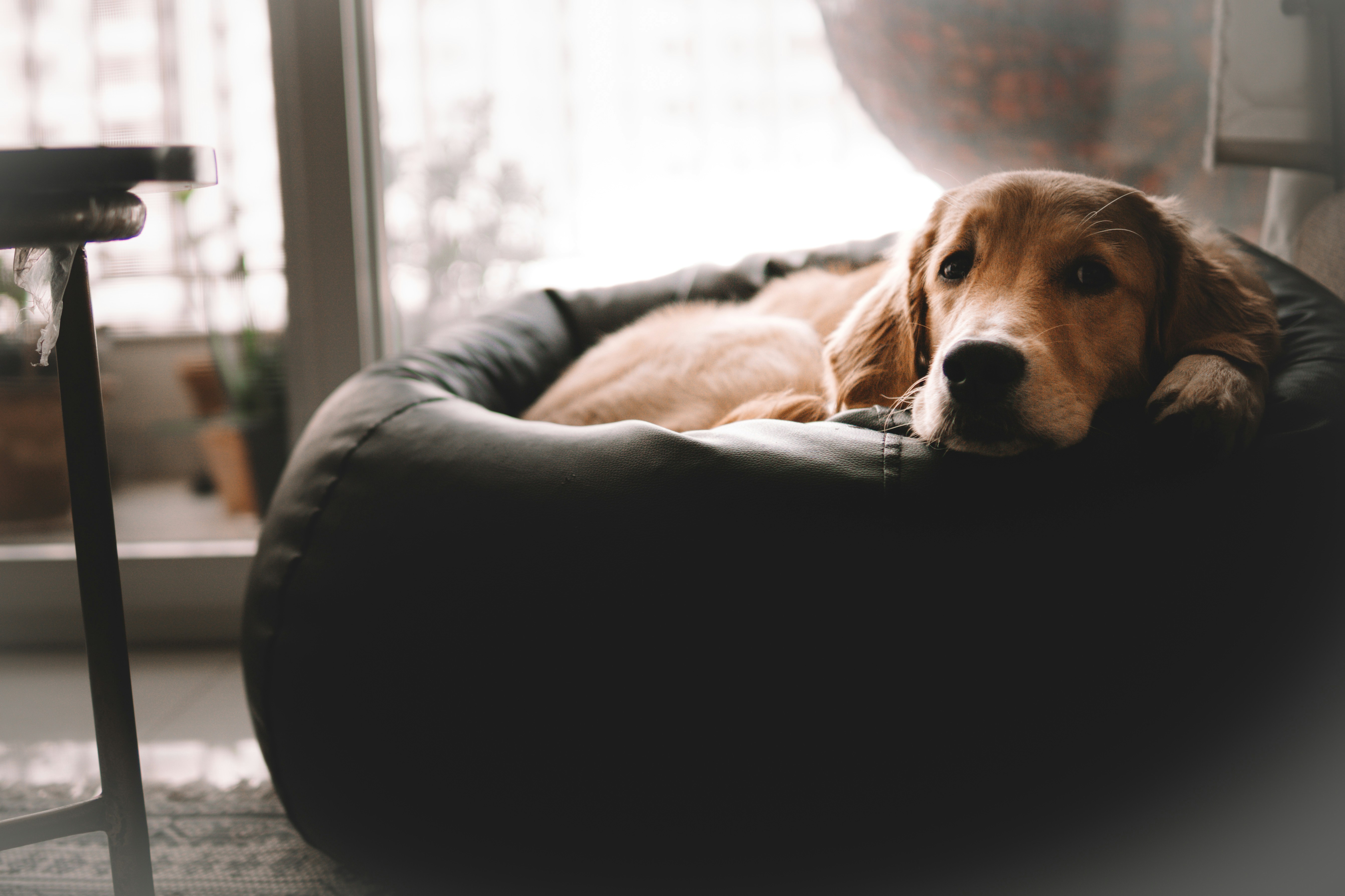 Foto Un perro acostado en una silla – Imagen Perro gratis en Unsplash