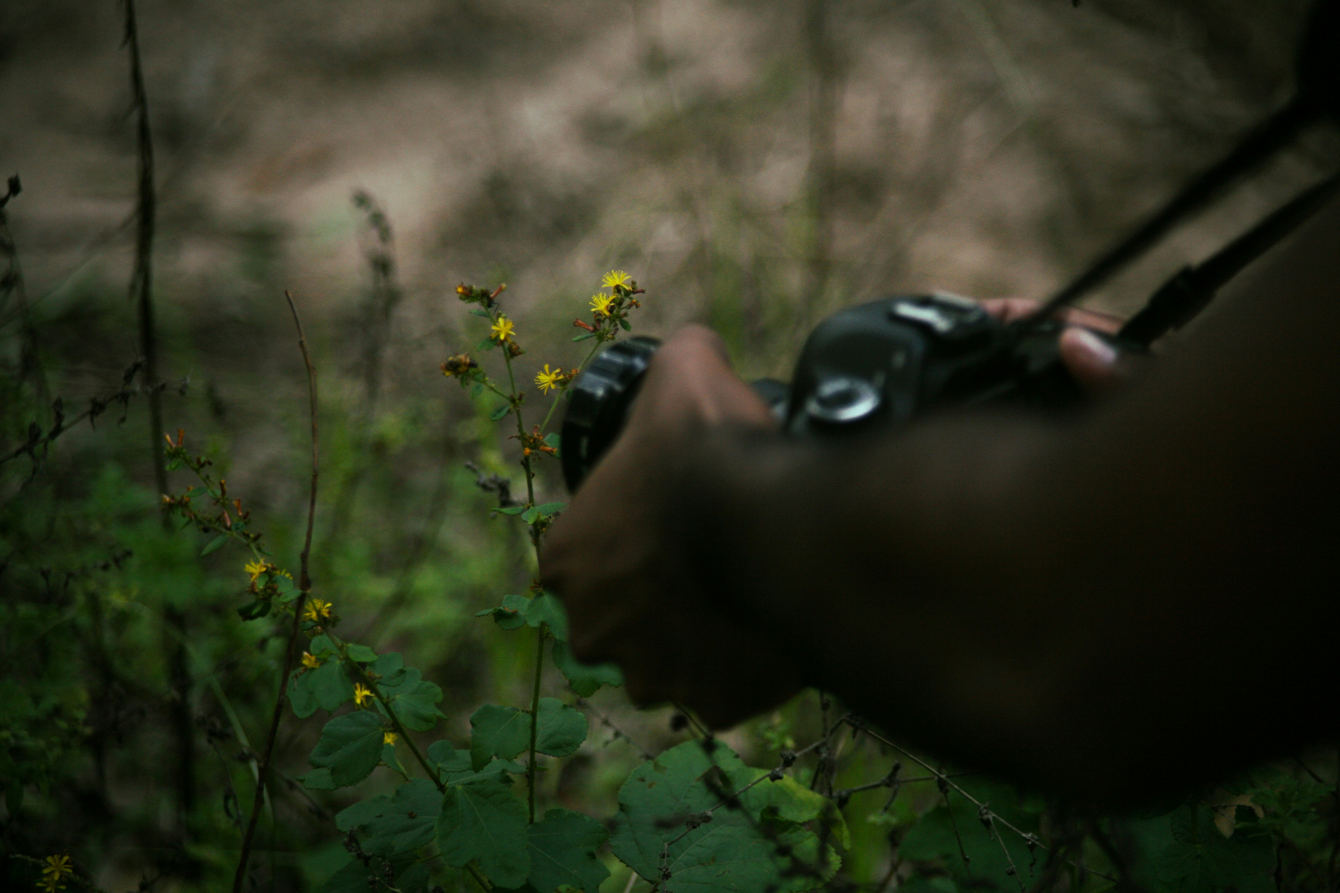 Wildflower Focus: A Quiet Moment Through the Lens