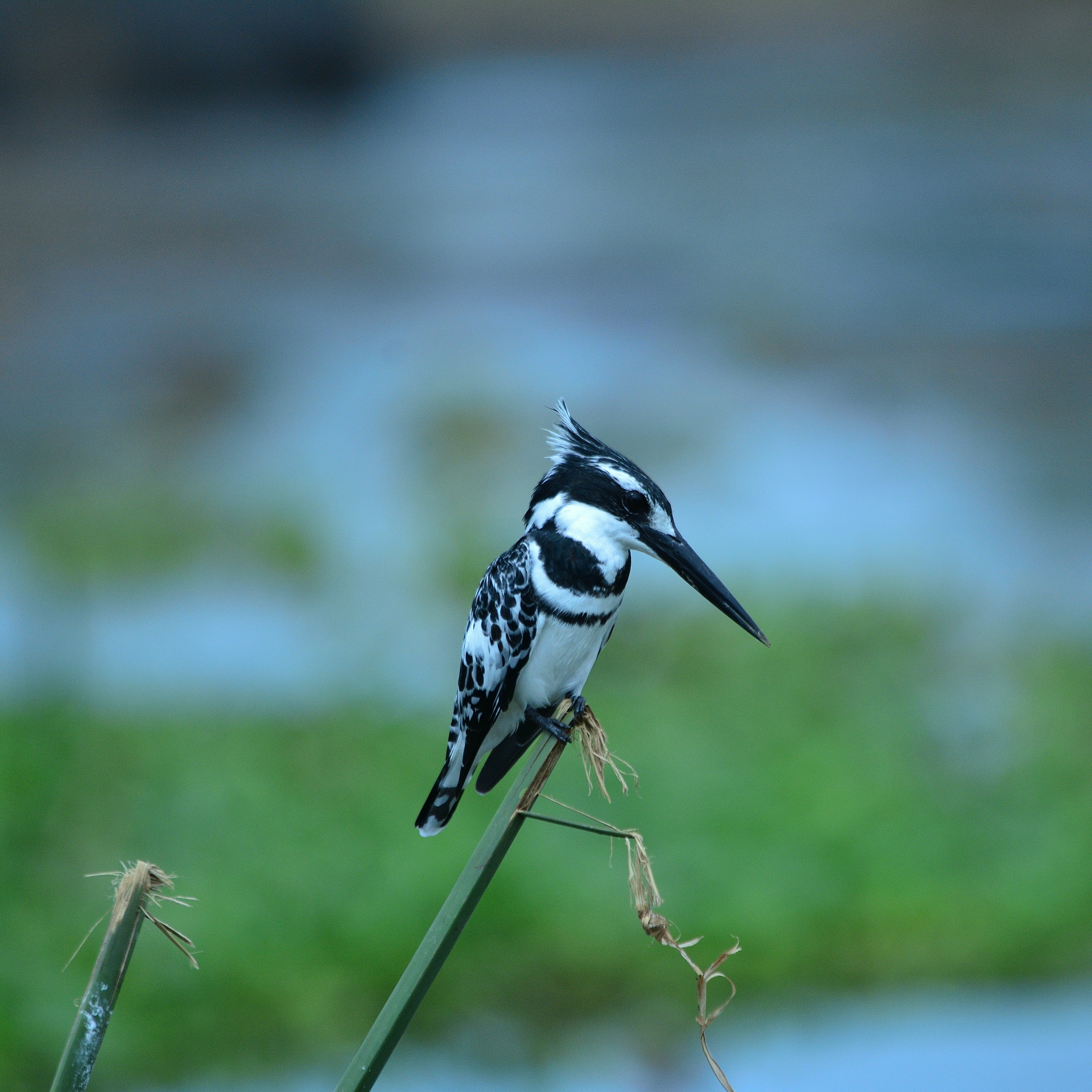 Perched Pied Elegance: A Belted Kingfisher Stands on Grass