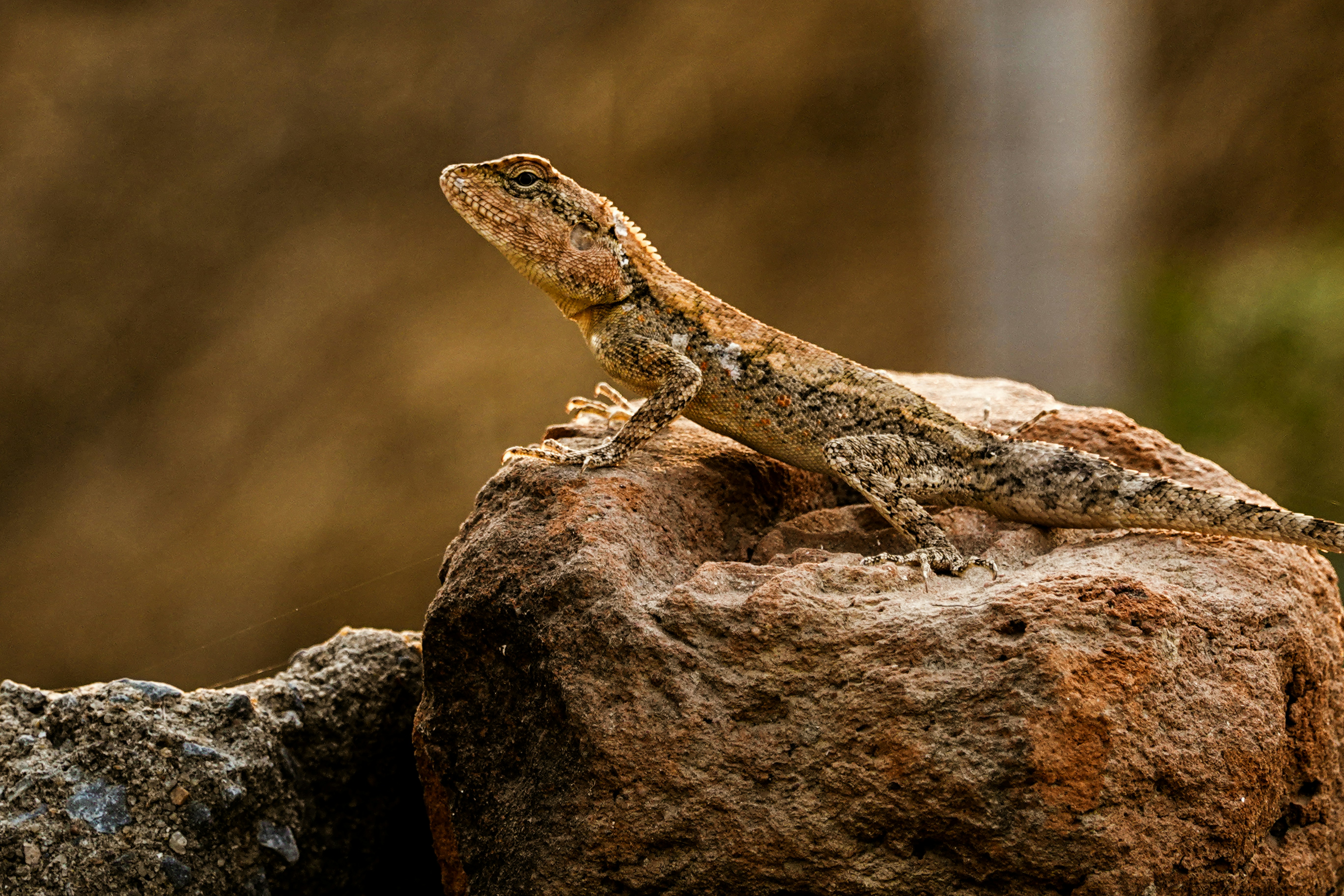 A lizard on a rock photo – Free Odisha Image on Unsplash