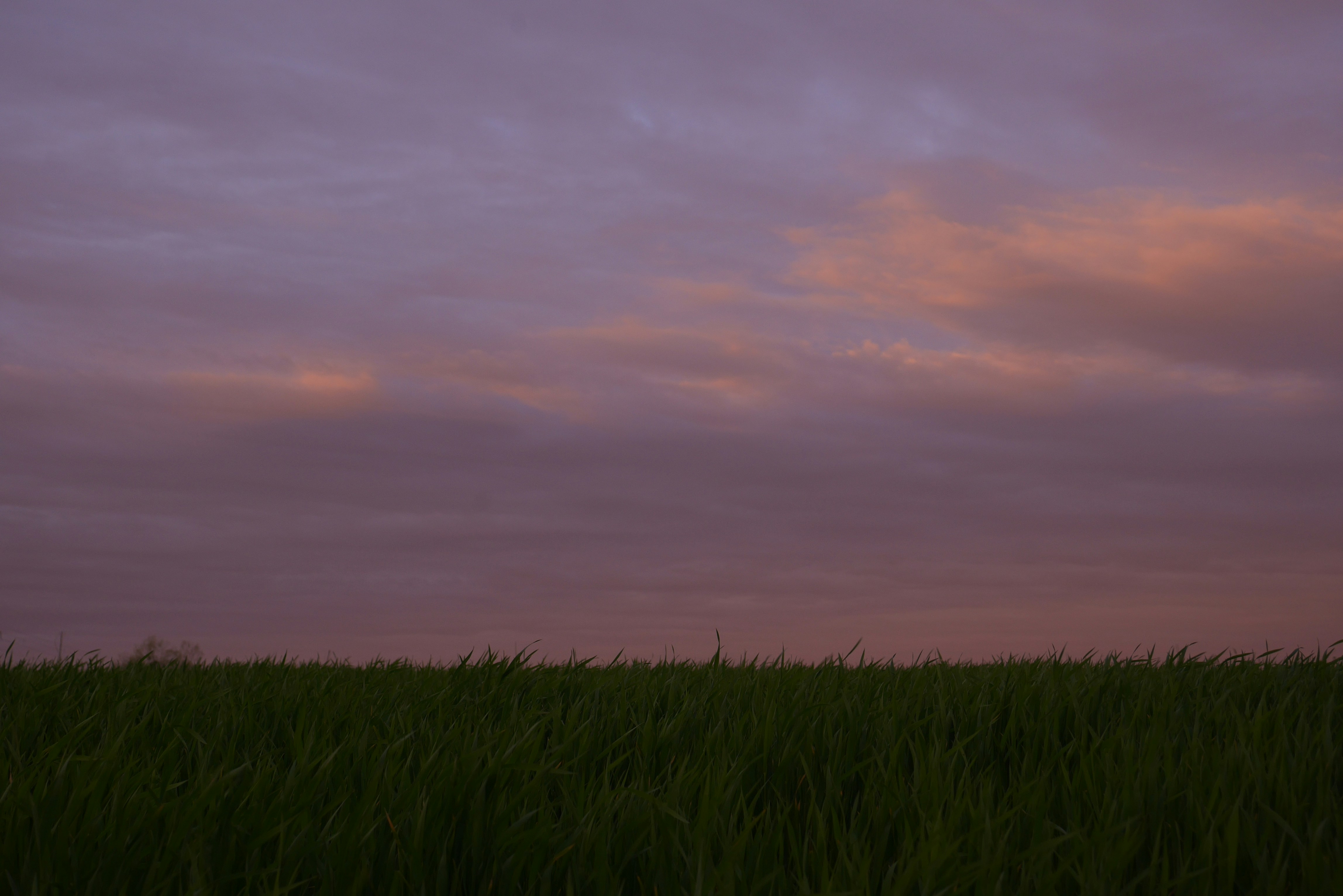 Purple and orange hues spread across a cloudy sky over a dark green field at sunset.