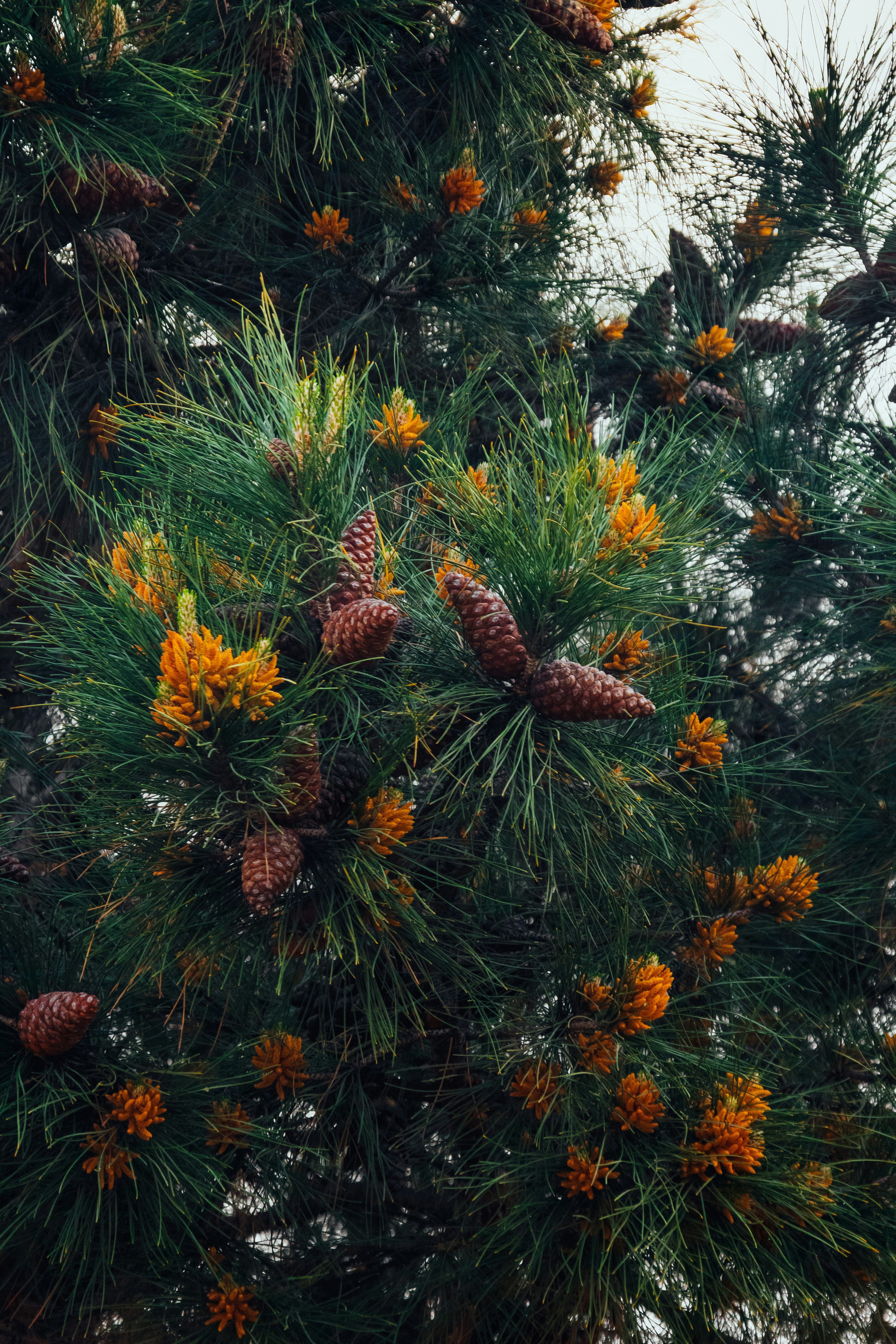 Pine tree with needles and bright orange blossom.