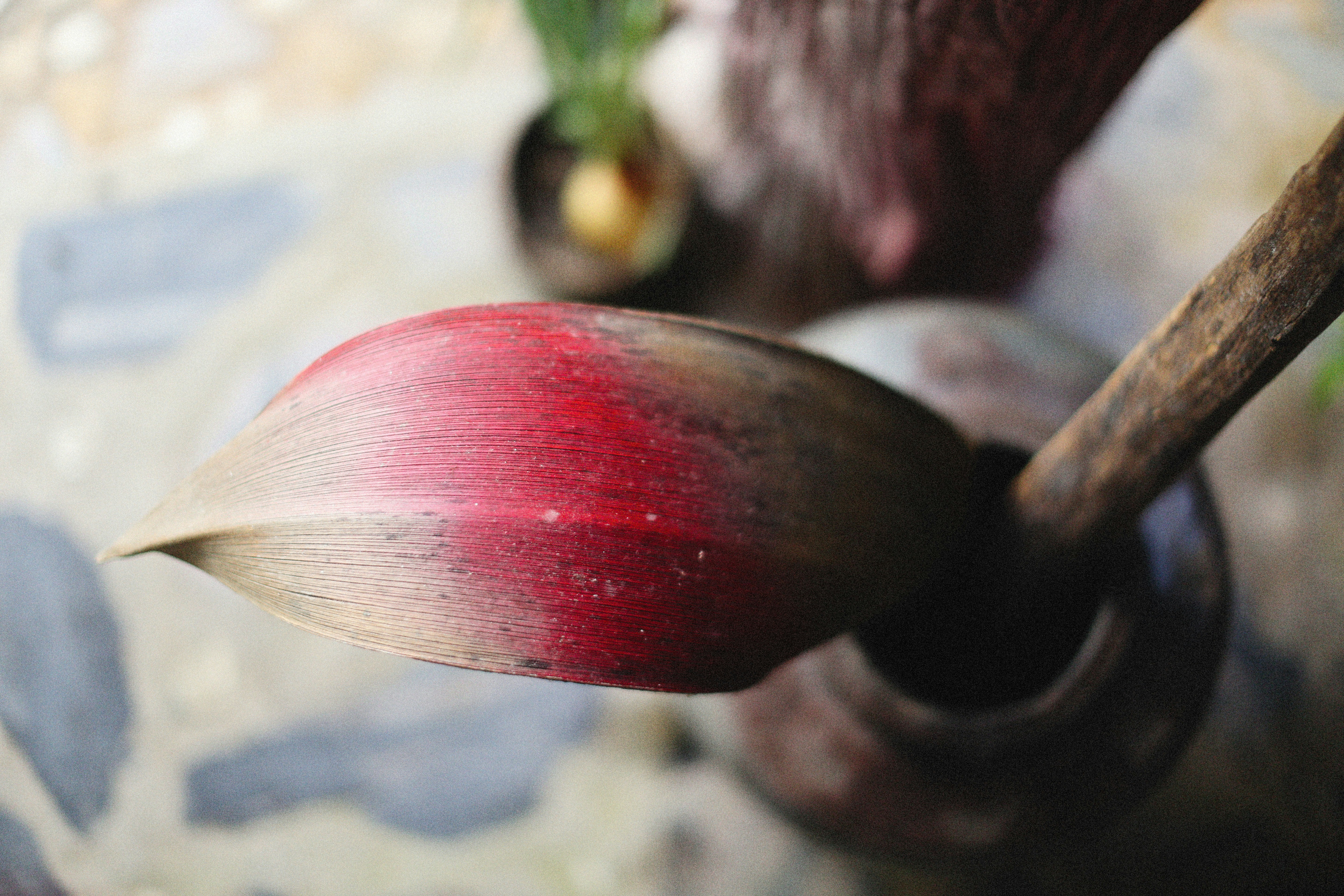 Crimson Petal Edge: A Macro Study of Color and Texture