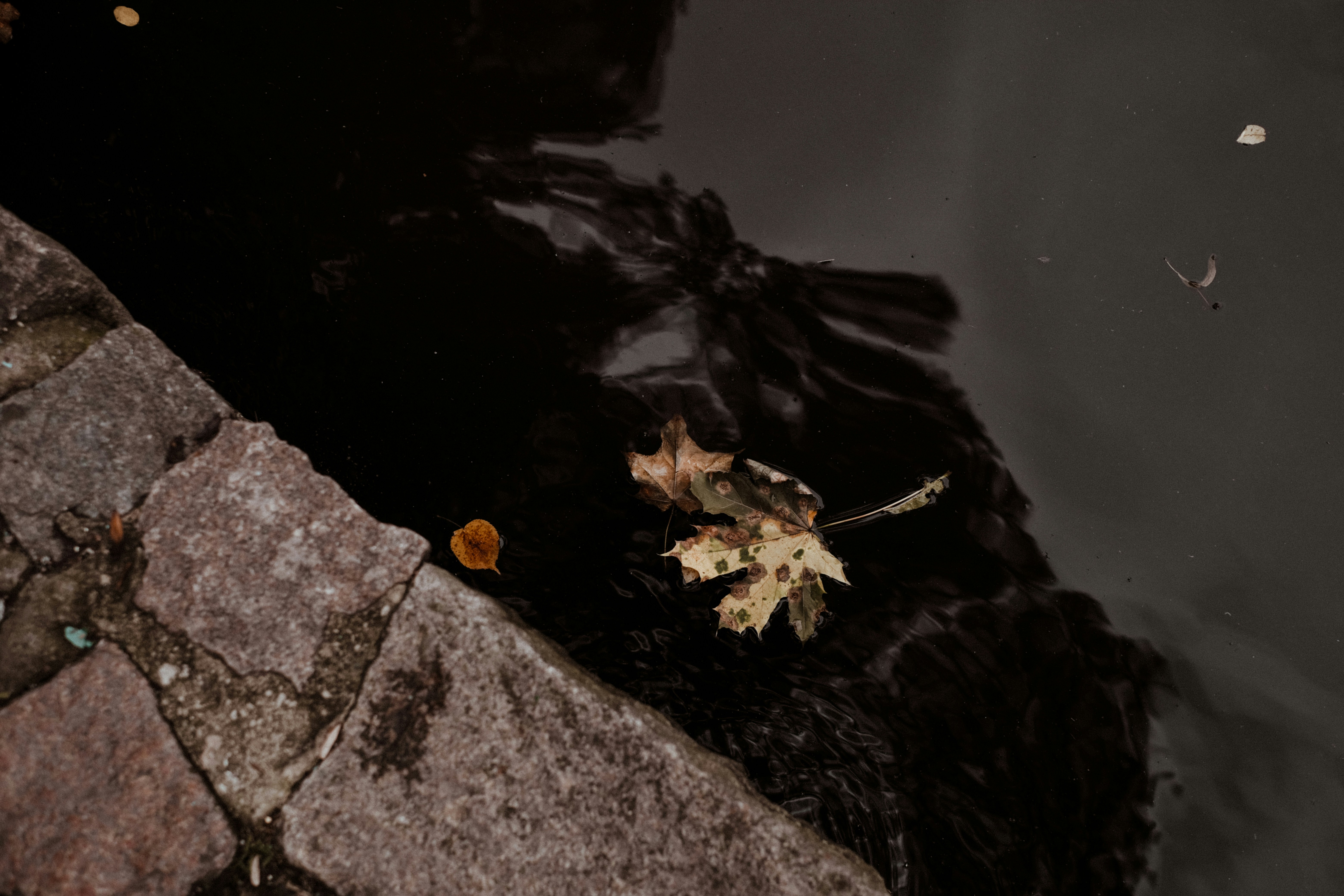 Fallen leaves float near cobblestone bordering a dark, reflective body of water.