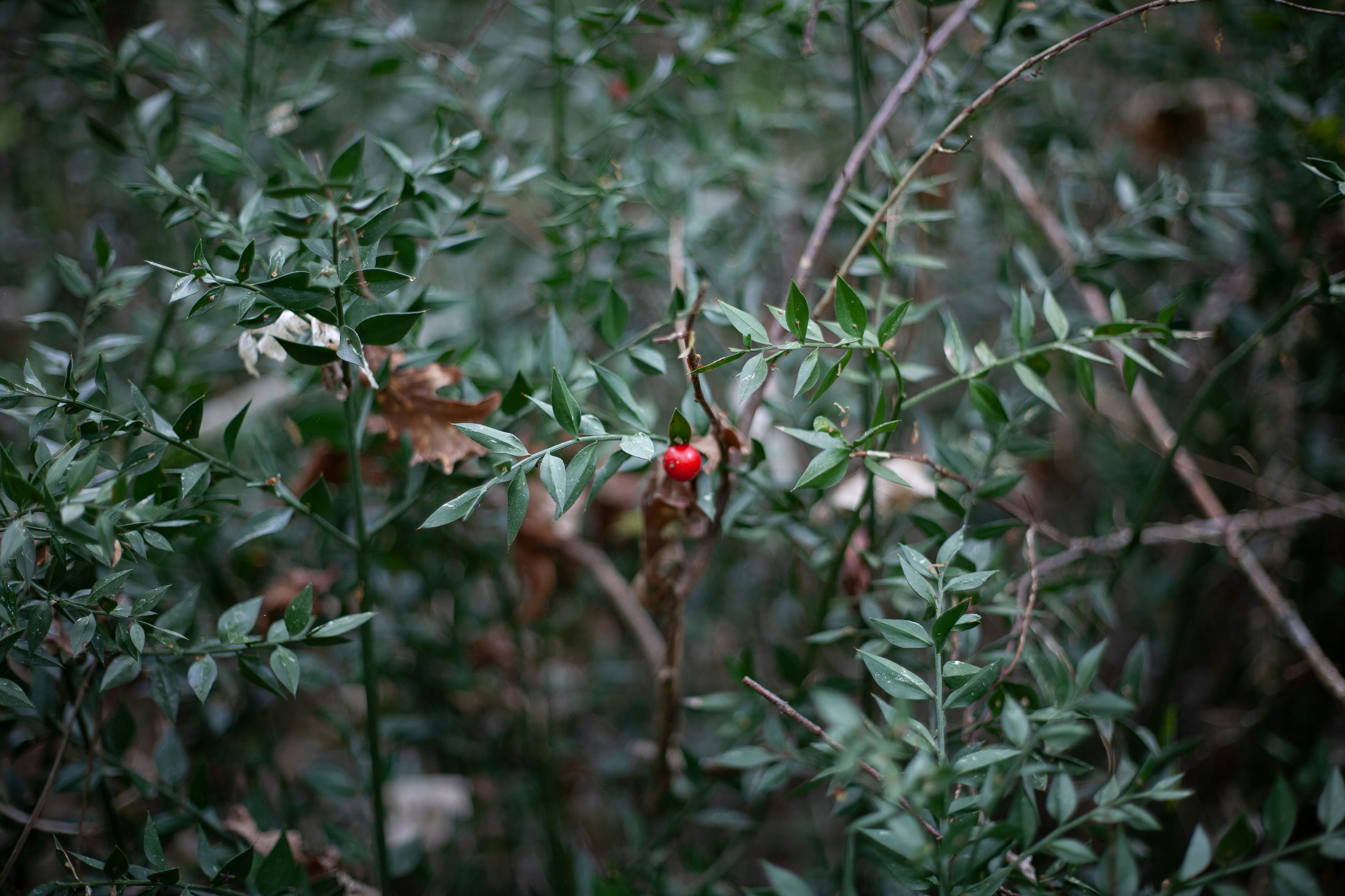 Scarlet Berry in an Emerald Tangle: A Quiet Focal Point