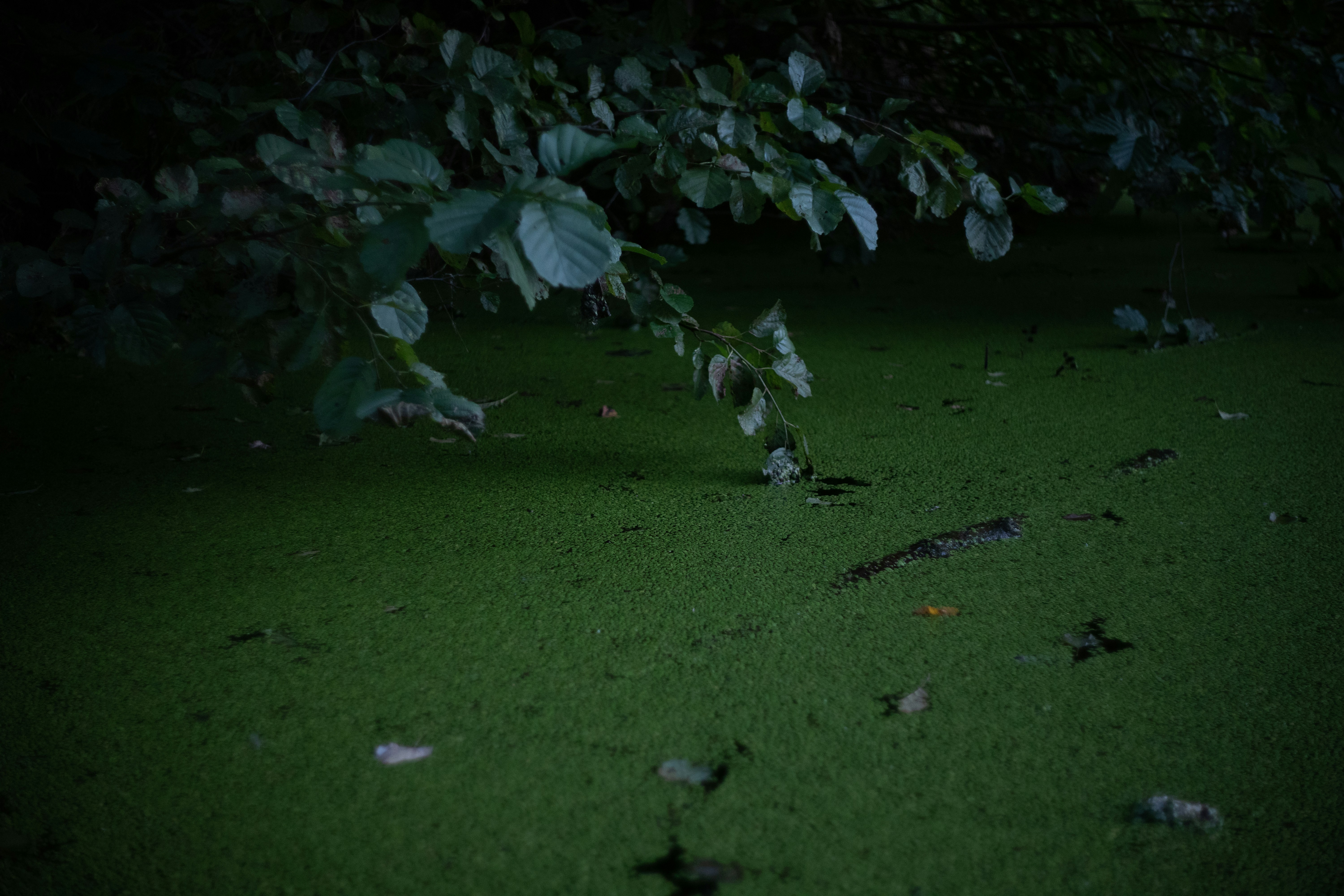 Lush green surface of water covered with aquatic plants, partially shaded by overhanging leaves. A tranquil scene evoking a sense of mystery.