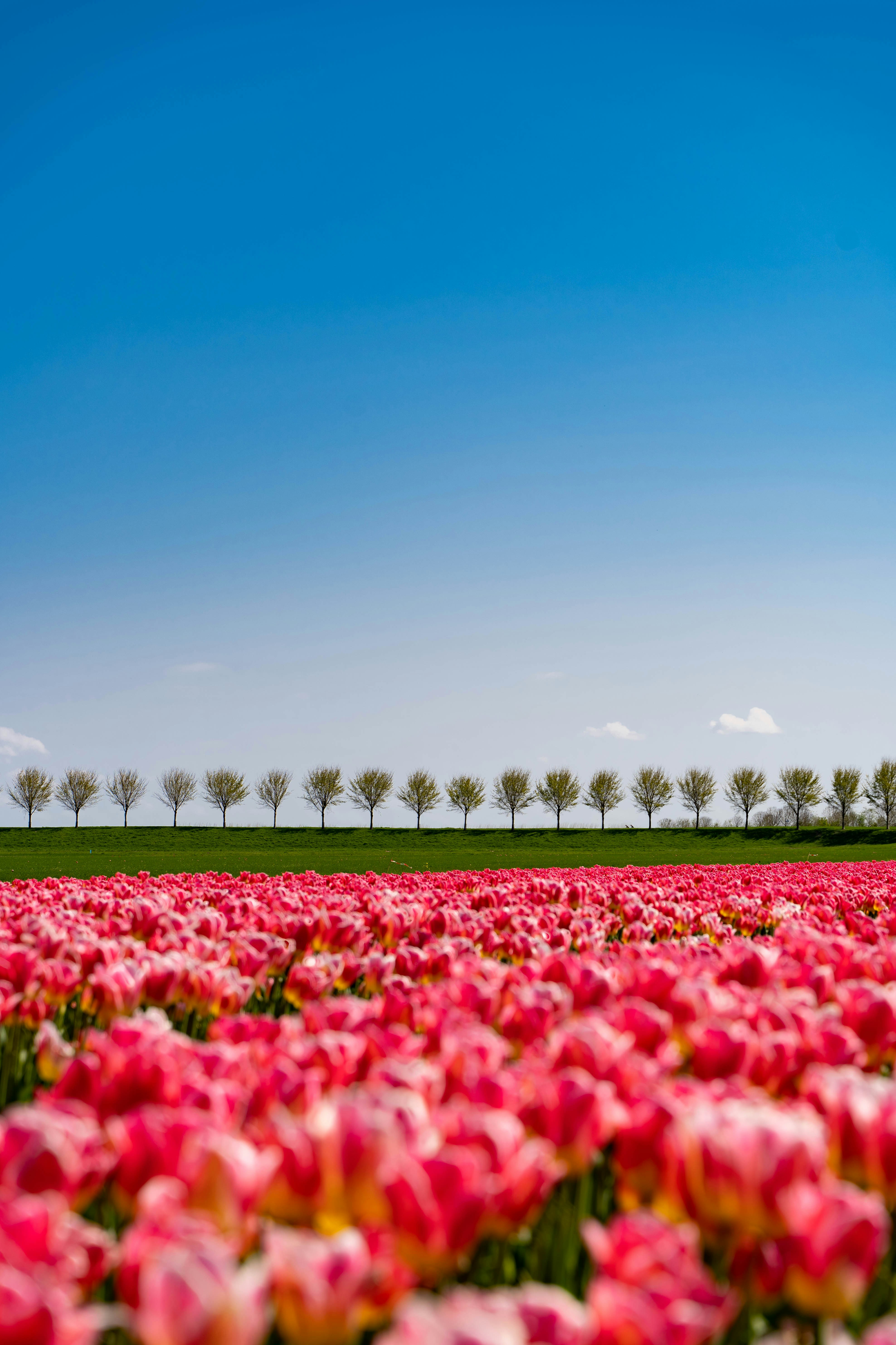 Horizon of Bare Trees Over a Sea of Pink Tulips Under a Pristine Sky