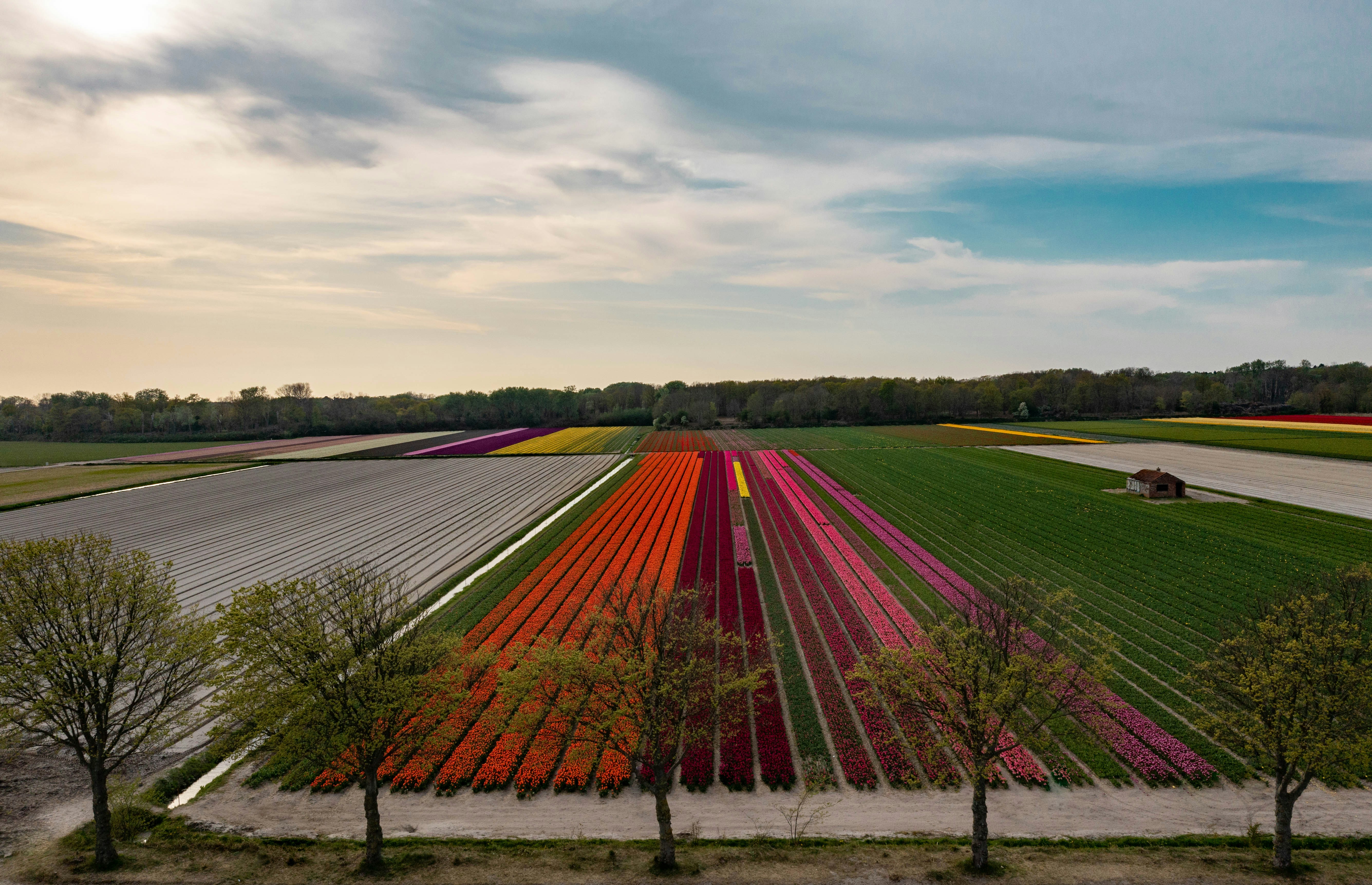 Colorful tulip fields stretch across the landscape beneath a partly cloudy sky.