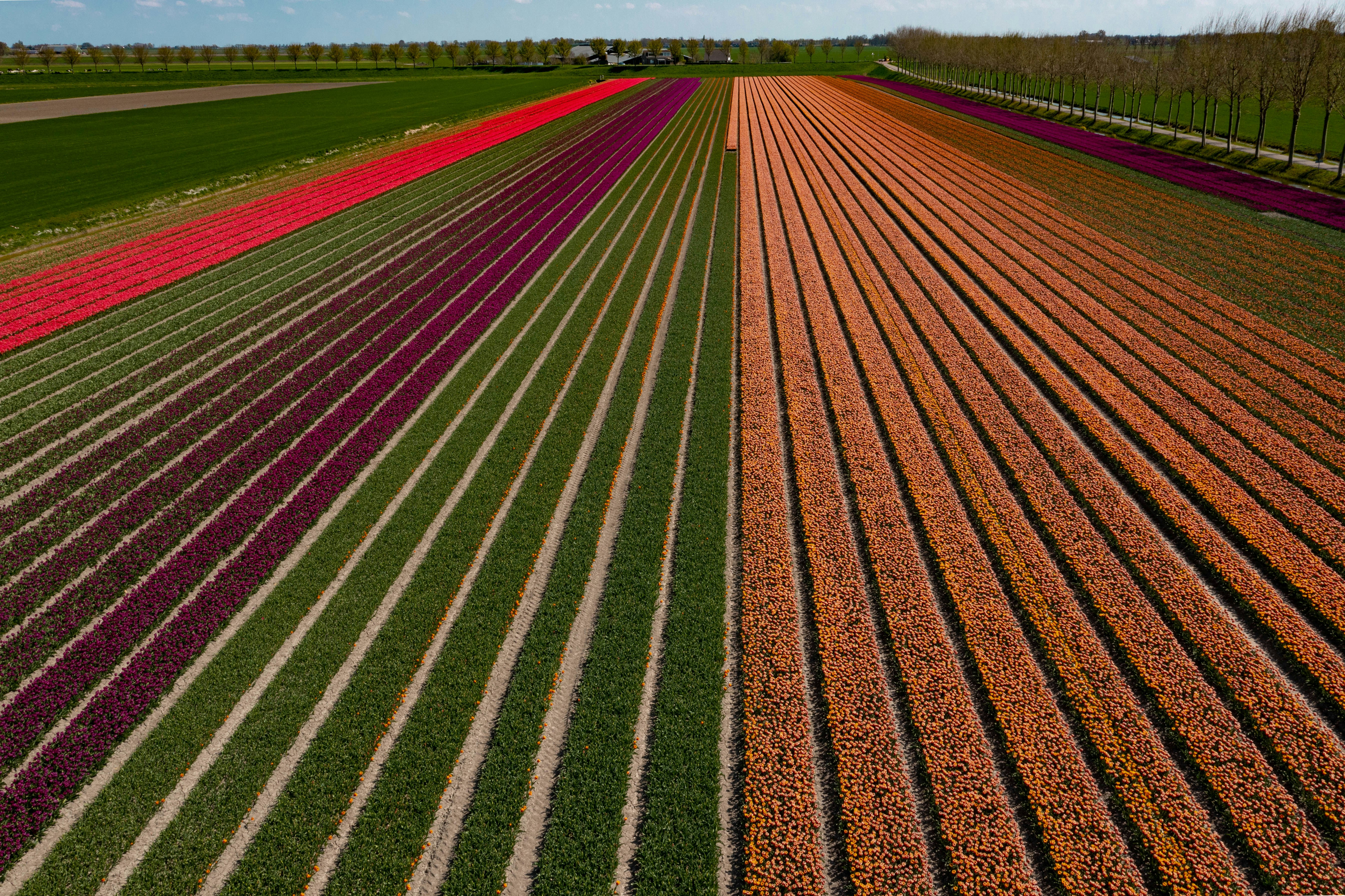 Colorful tulip fields arranged in parallel lines stretching towards the horizon under a clear sky.