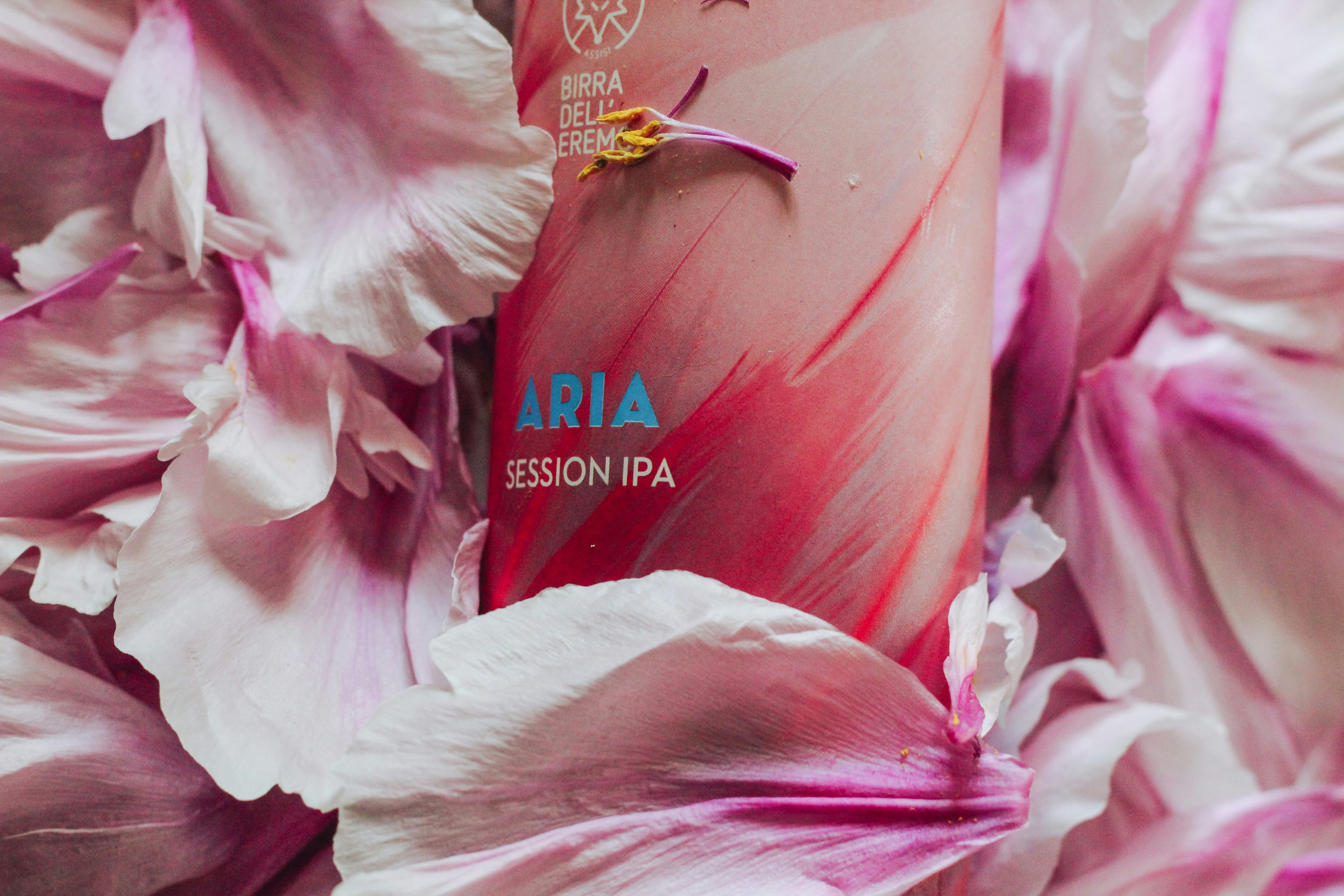 Can of Aria Session IPA nestled among delicate pink flower petals, showcasing its vibrant design and refreshing appeal.