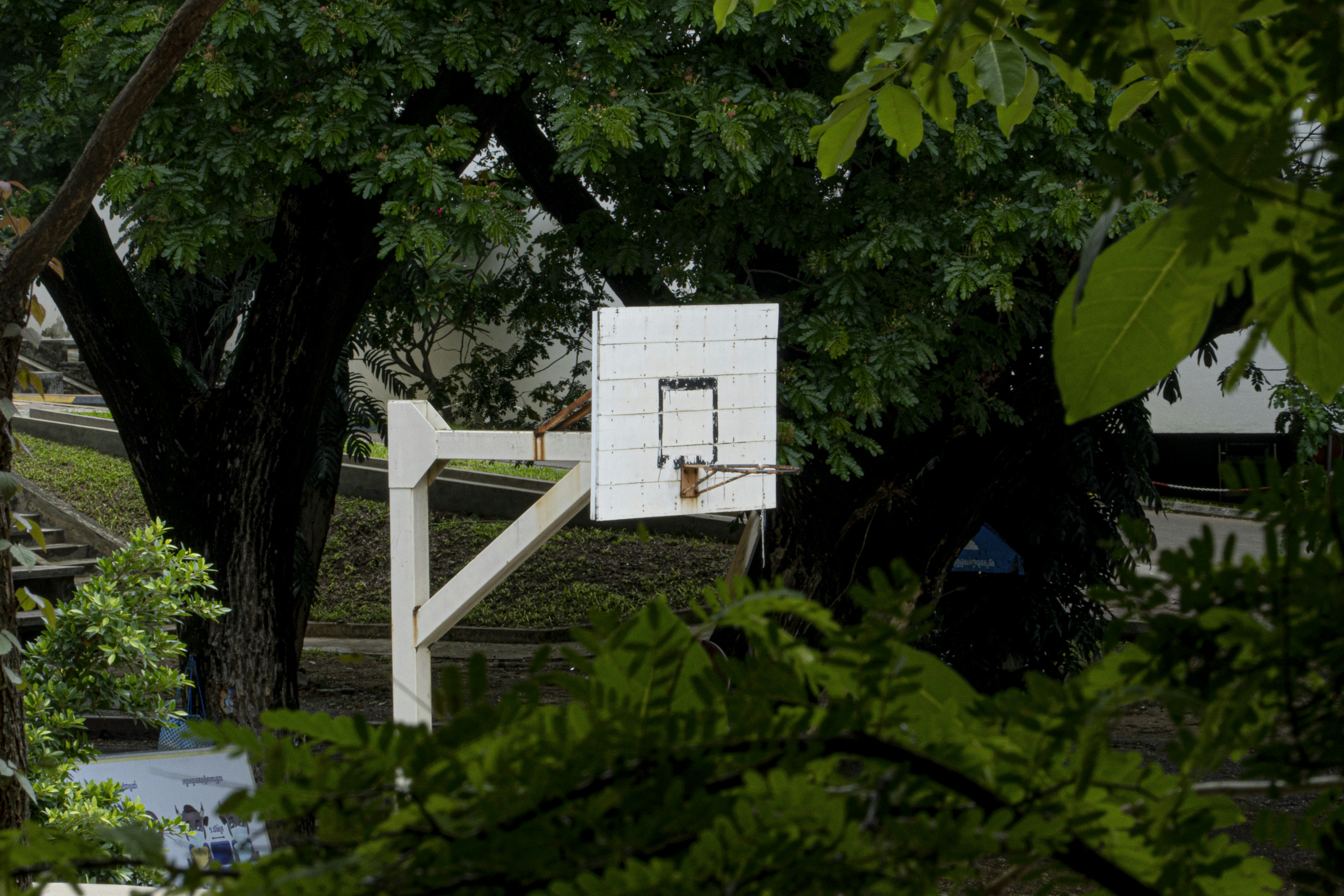 Basketball Backboard Peeking Through the Canopy: An Outdoor Court Framed by Greenery