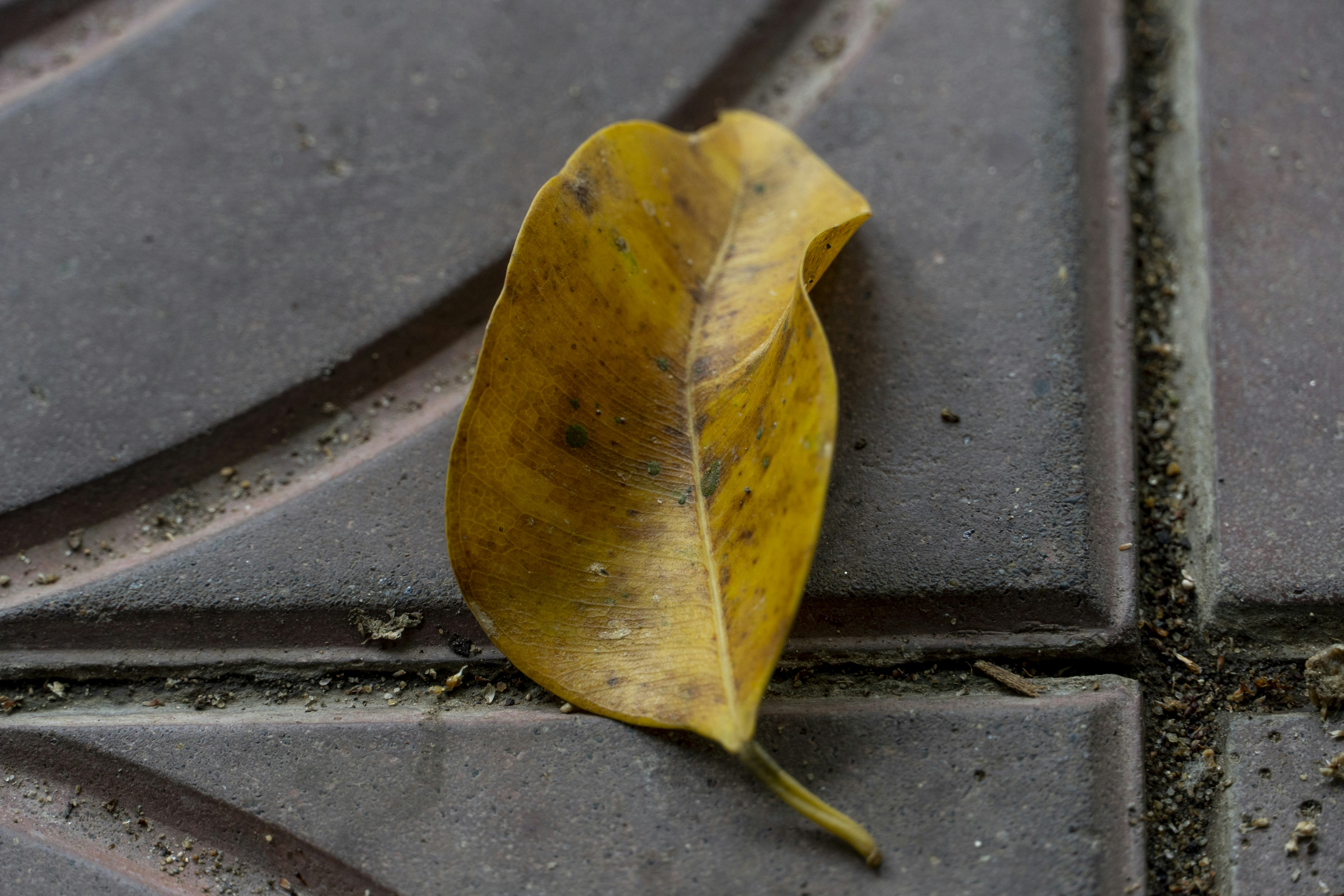 A single yellow leaf rests on textured pavement, embodying the transition of seasons. The intricate details of the leaf contrast with the geometric patterns below.