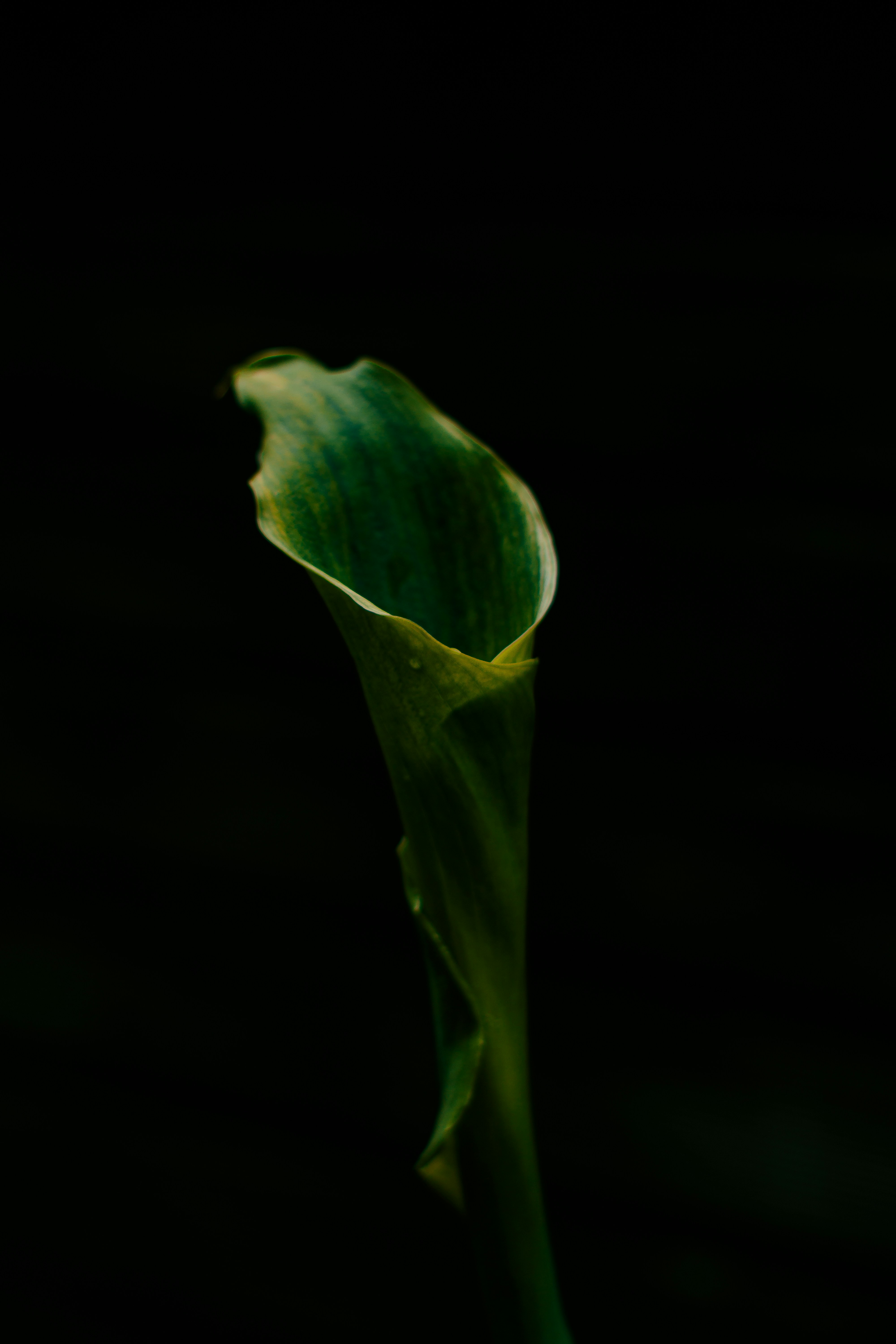 A single green calla lily petal rises against a dark background, showcasing its smooth curves and delicate texture.