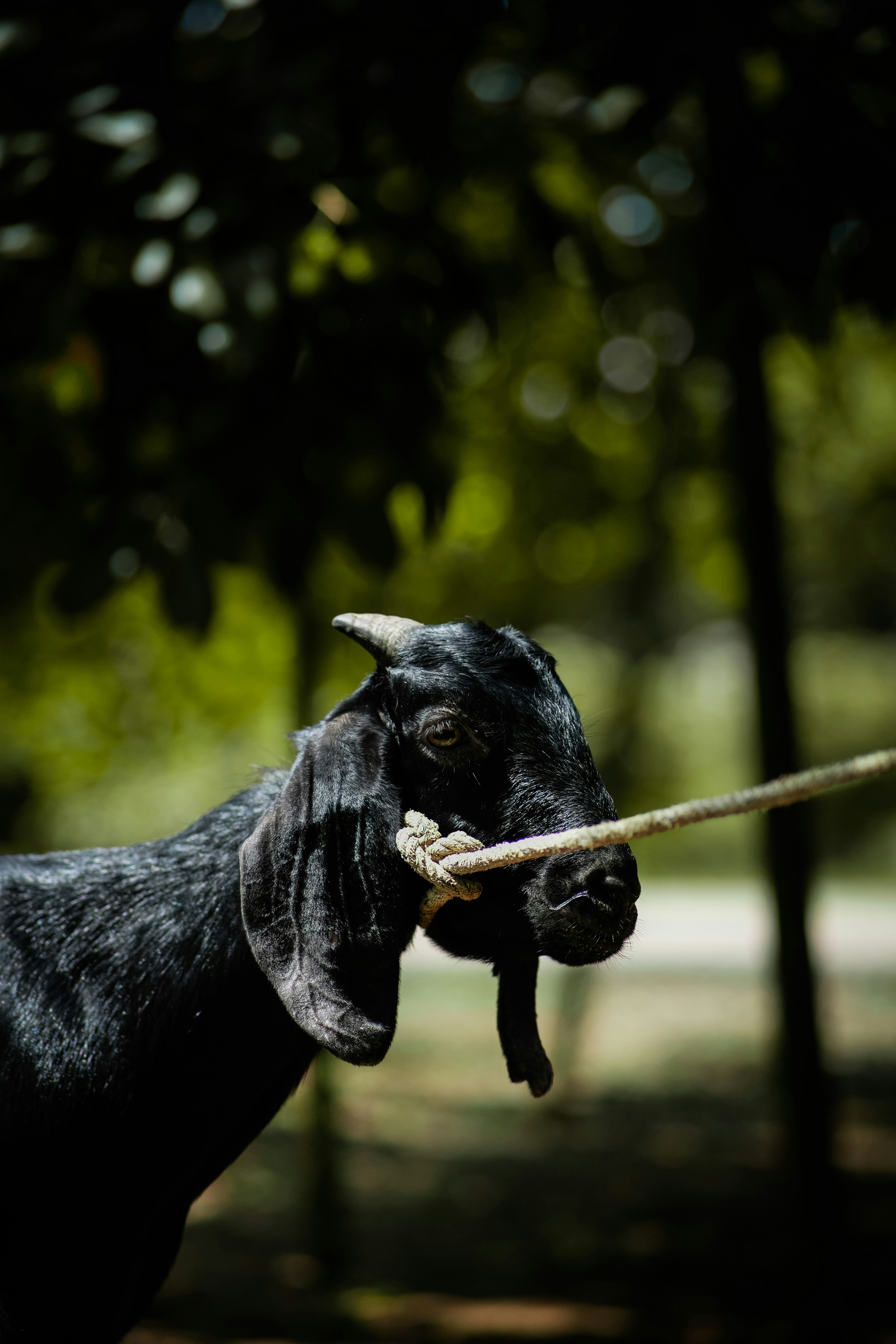 Rope-bound Reverie: A Black Goat in Sun-Dappled Quiet