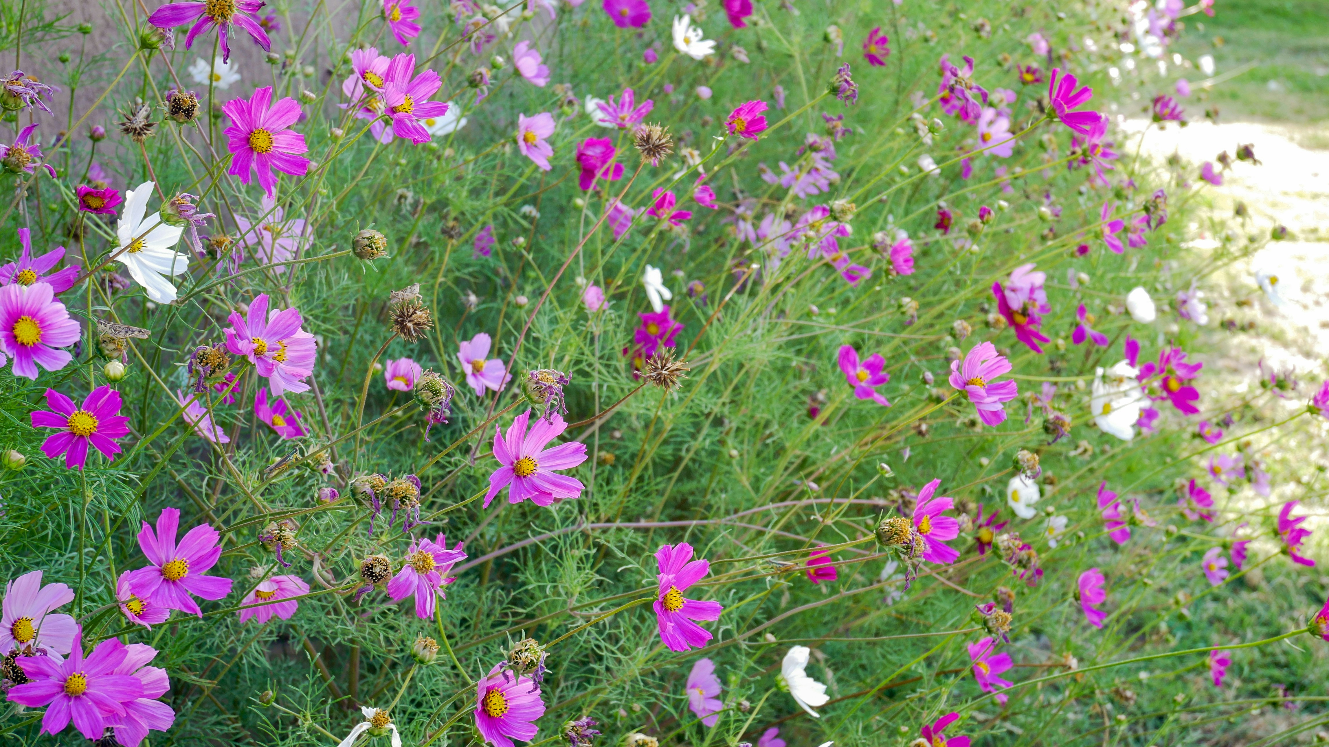 Flowers and plants | 66 best free flower, plant, garden and blossom ...