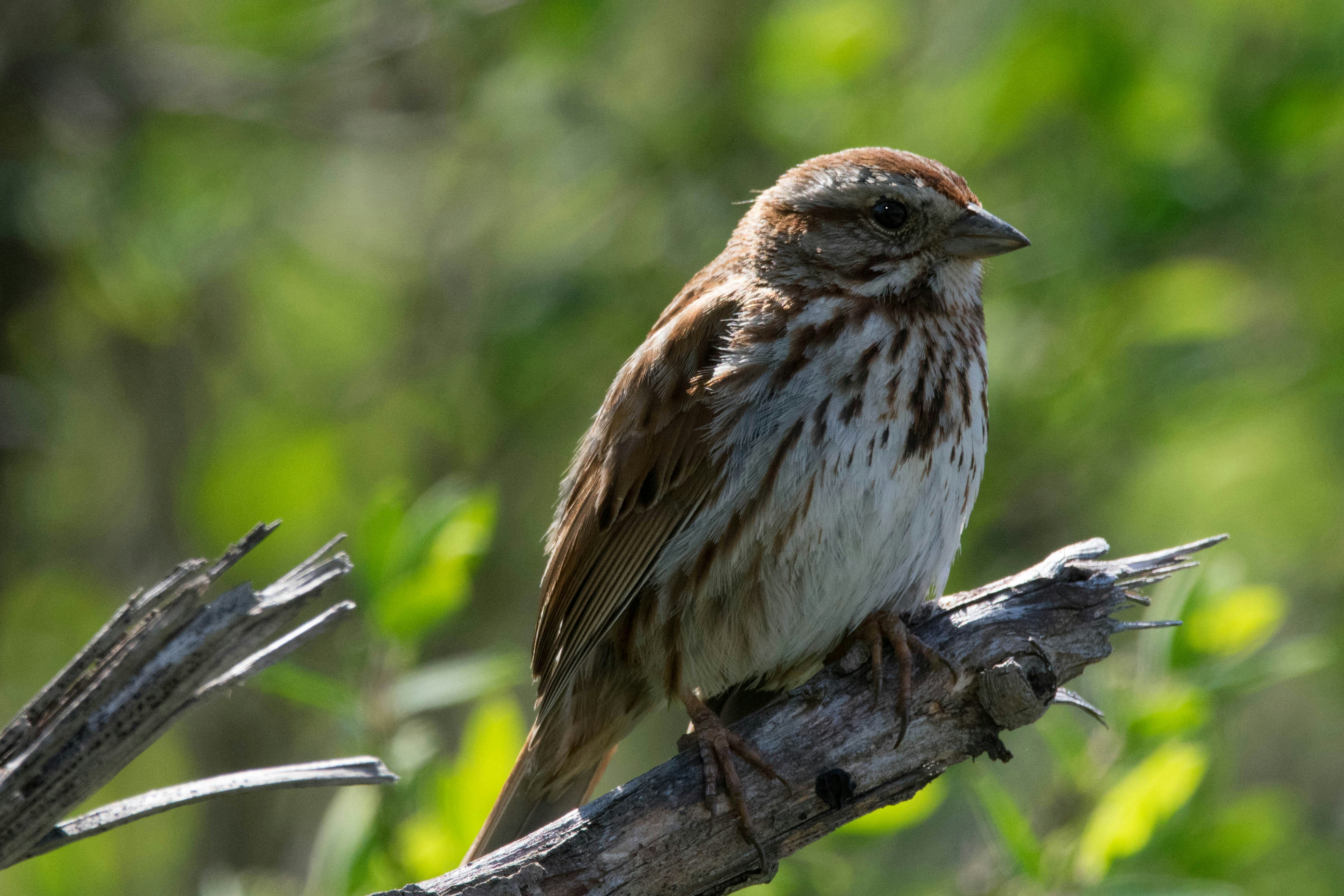A song sparrow perched on a dead tree. | a bird sitting on a branch