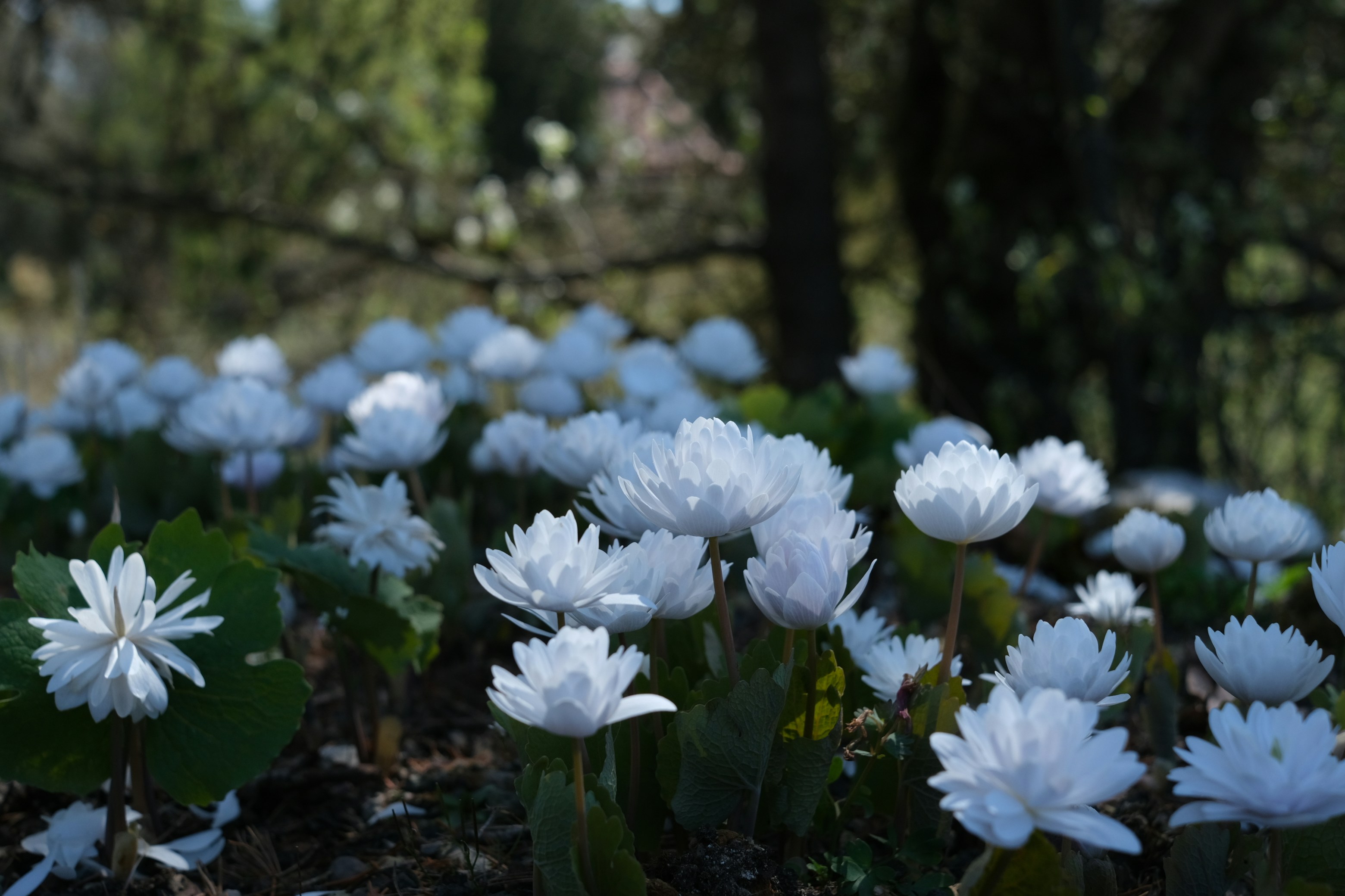 Moonlit Asters: a sea of white blooms under forest shade
