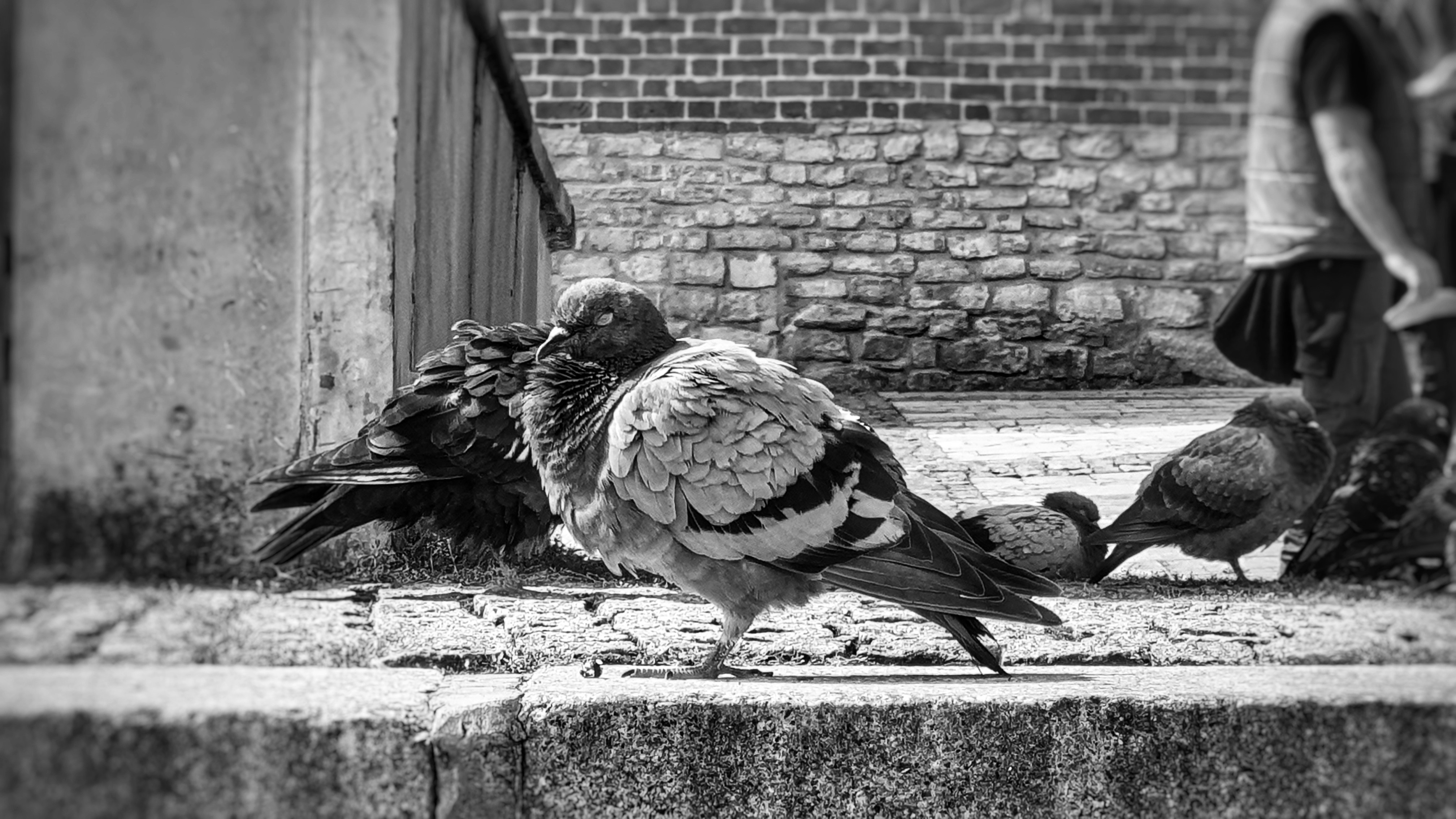 Three Pigeons on a Weathered Cobblestone Stair