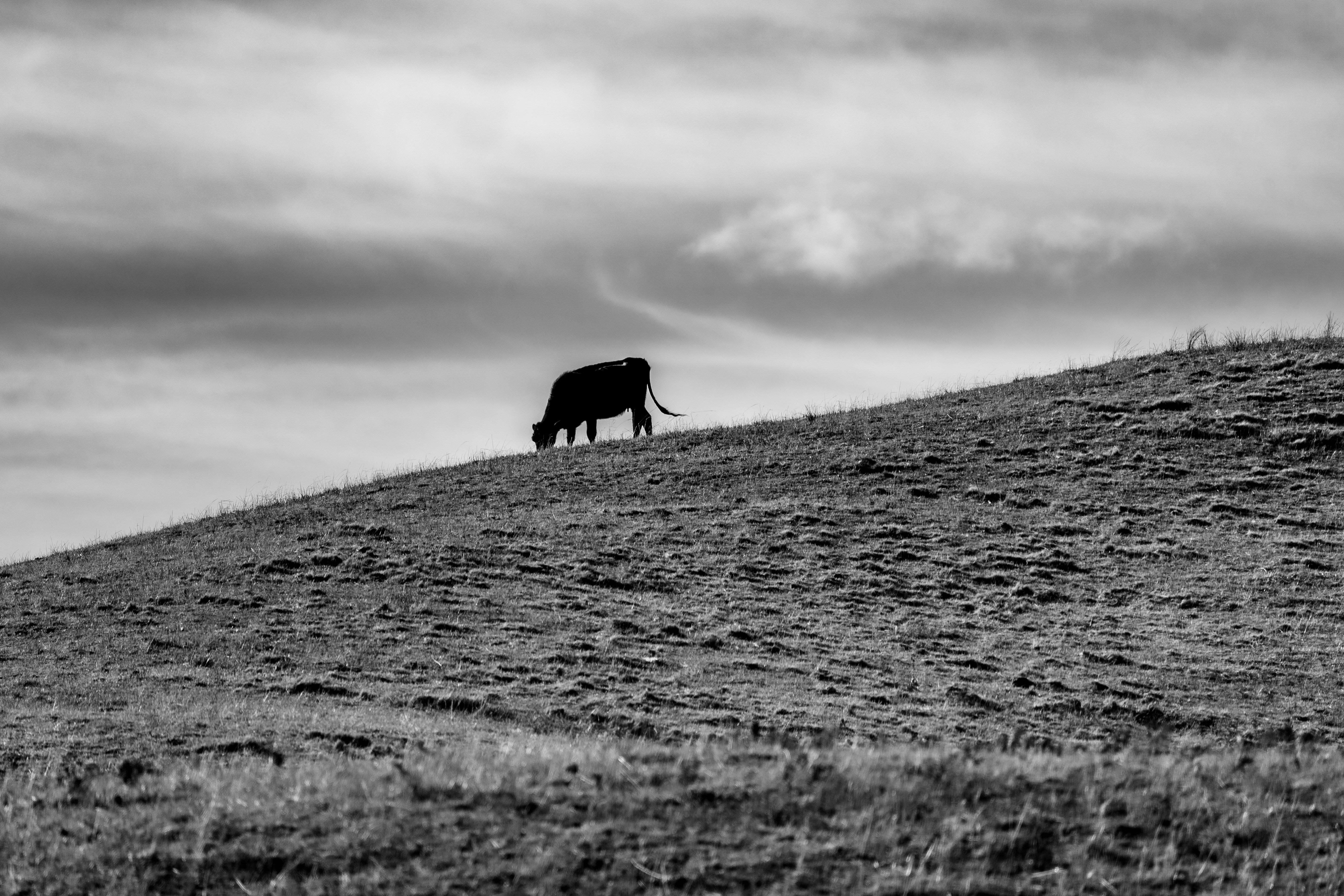 A solitary cow grazes peacefully on a gently sloping hill under a dramatic sky, captured in monochrome.