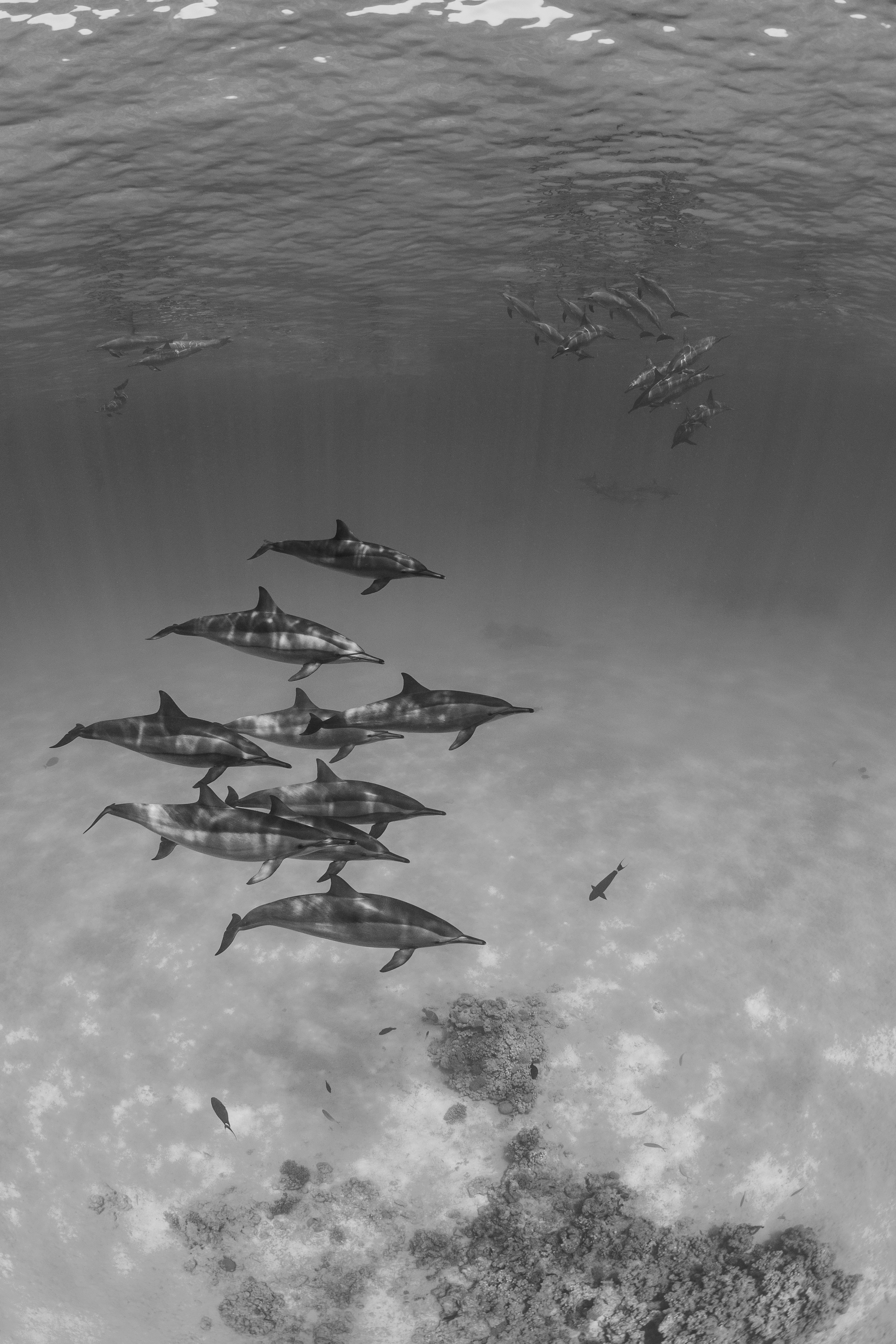 Dolphin Pod in Submerged Light: A Quiet Underwater Ballet