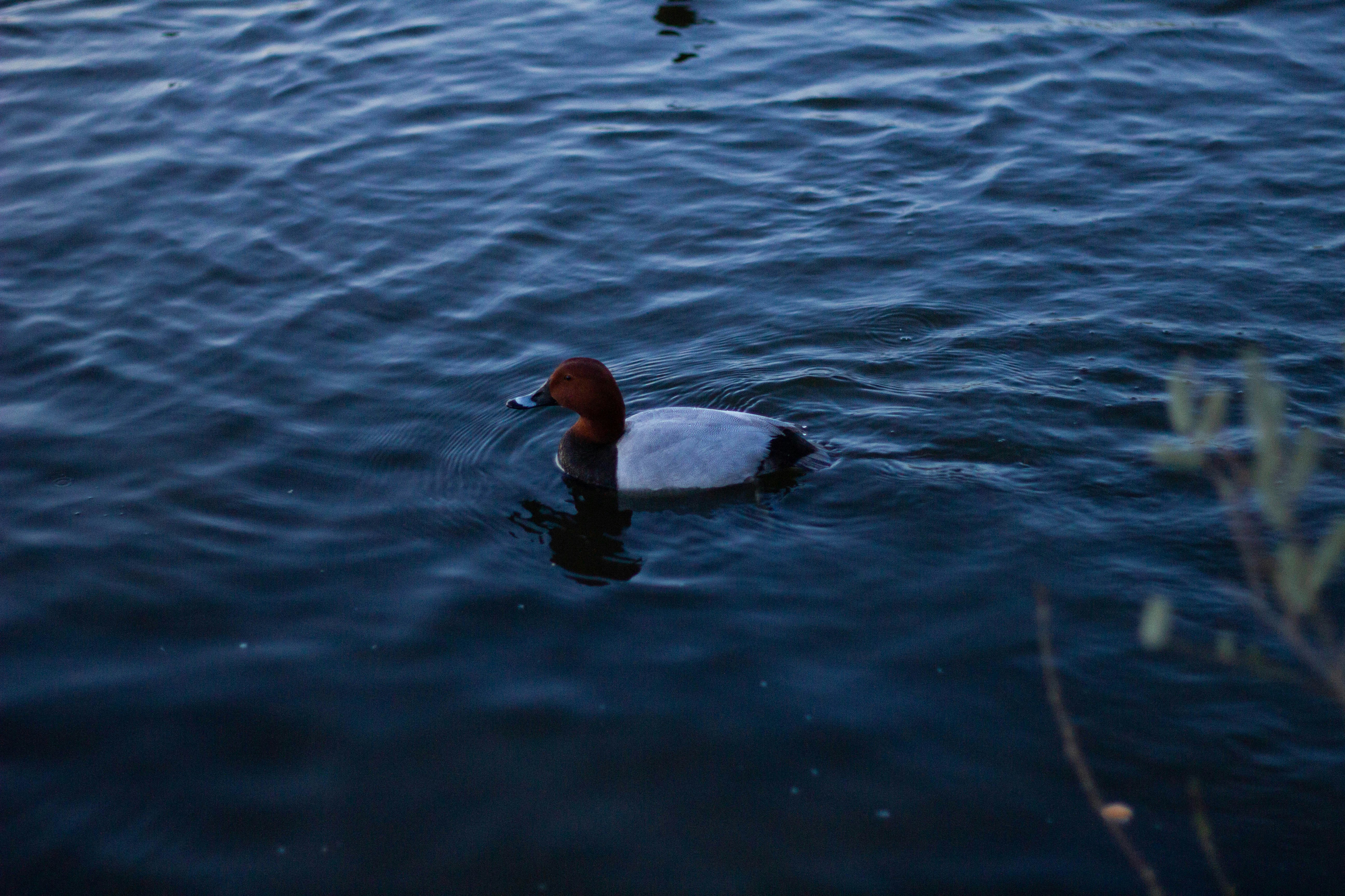 a duck swimming in water