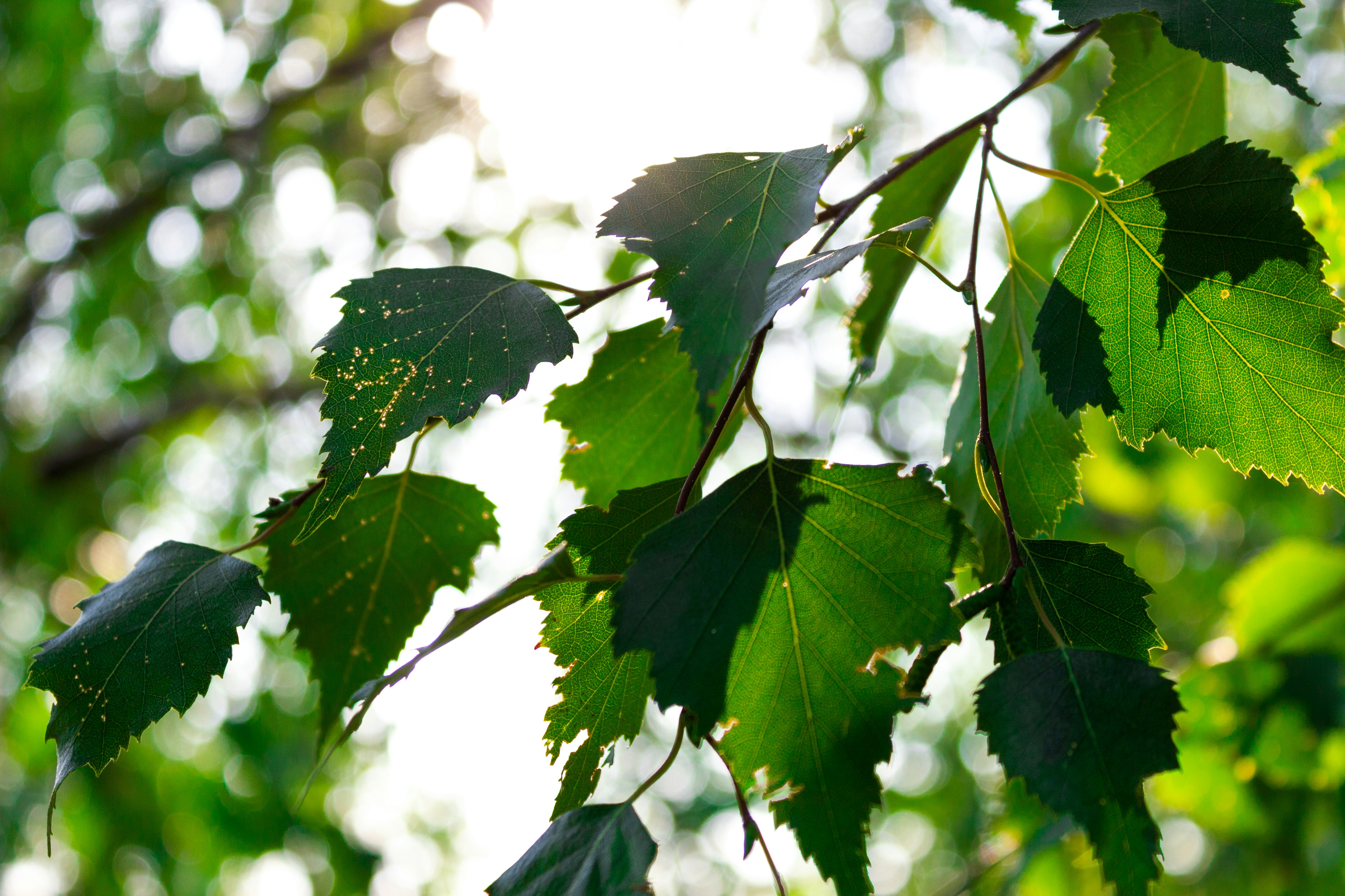 Close-up of vibrant green leaves illuminated by sunlight filtering through a lush canopy. The intricate details of the leaves are highlighted against a blurred background.