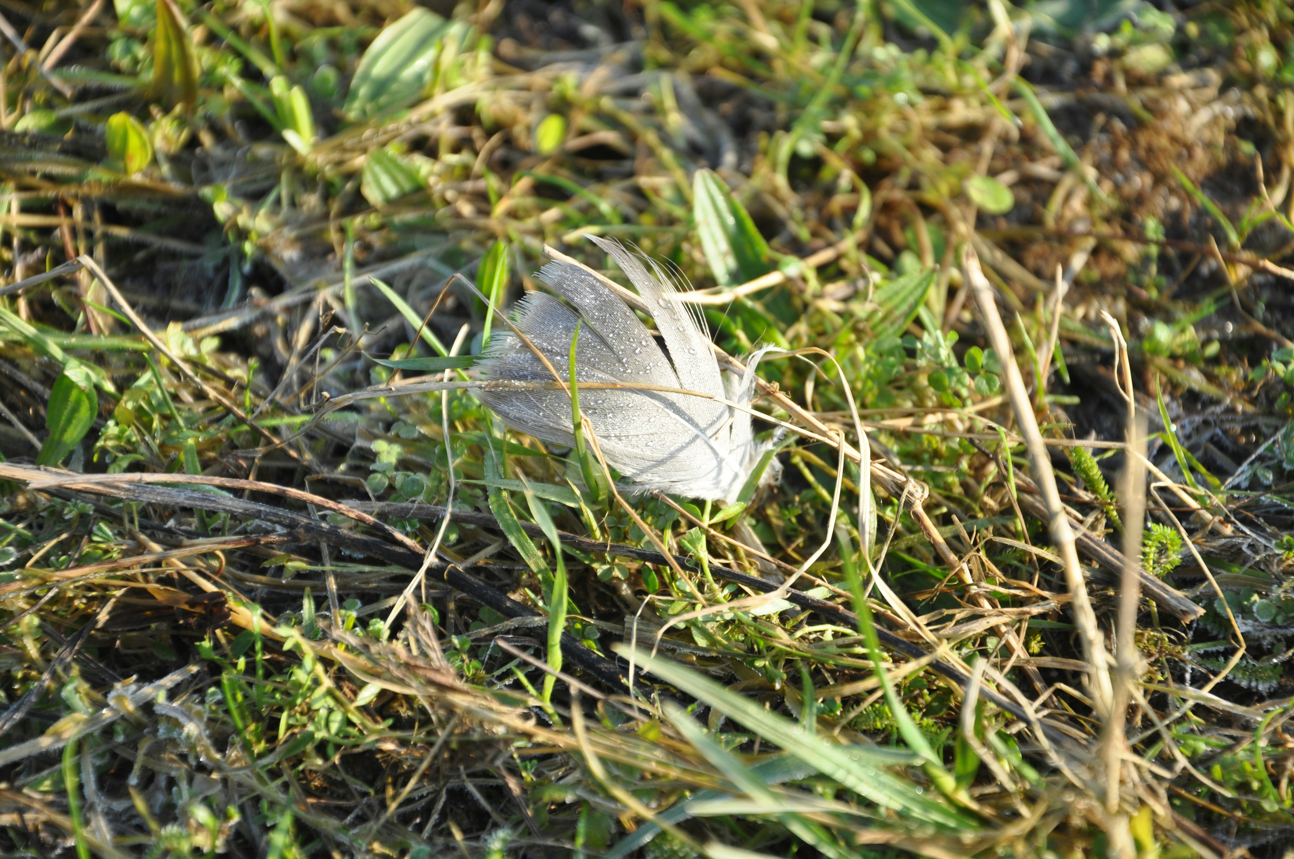 a mushroom growing in the grass