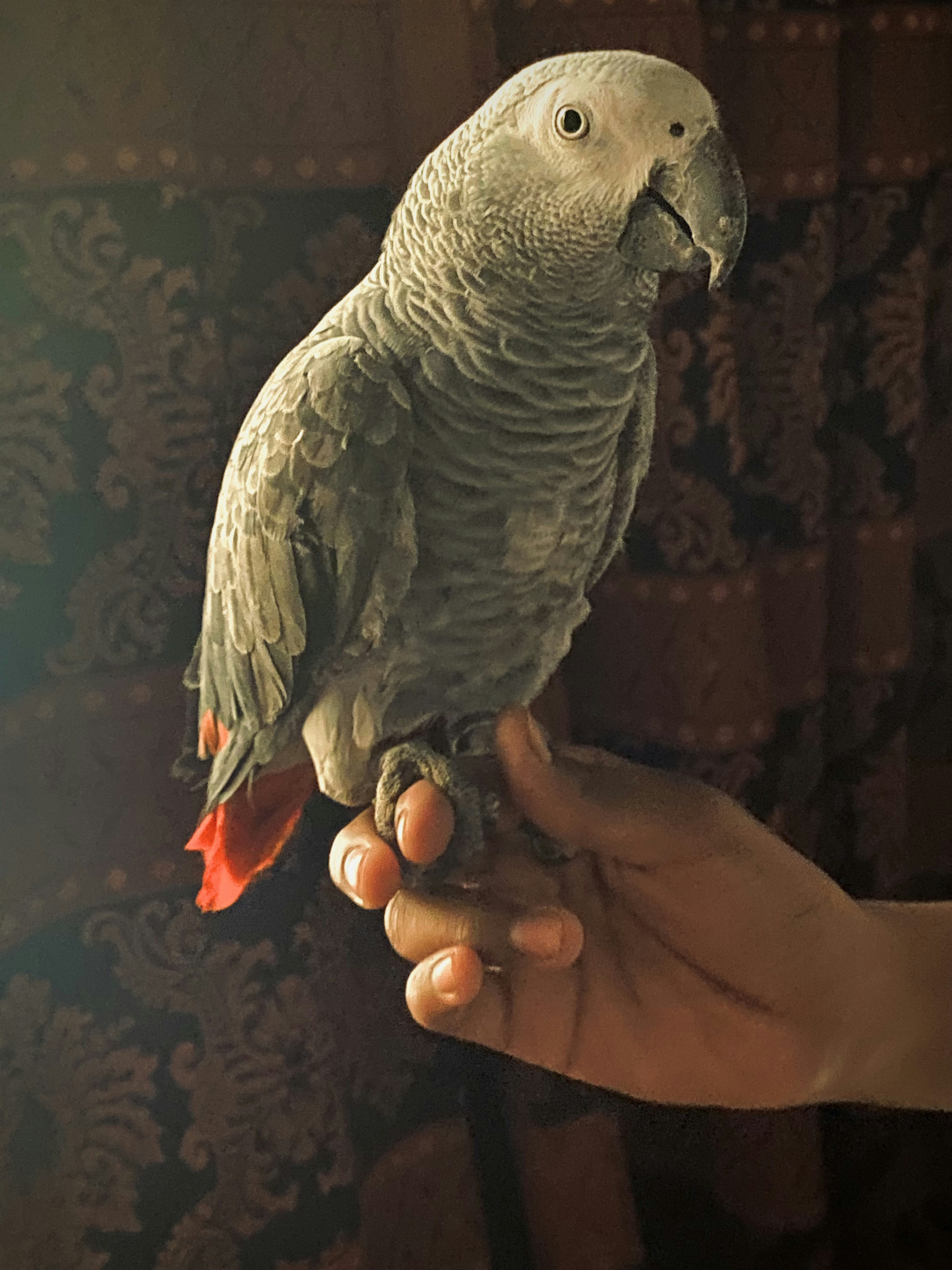 a bird standing on a person's hand