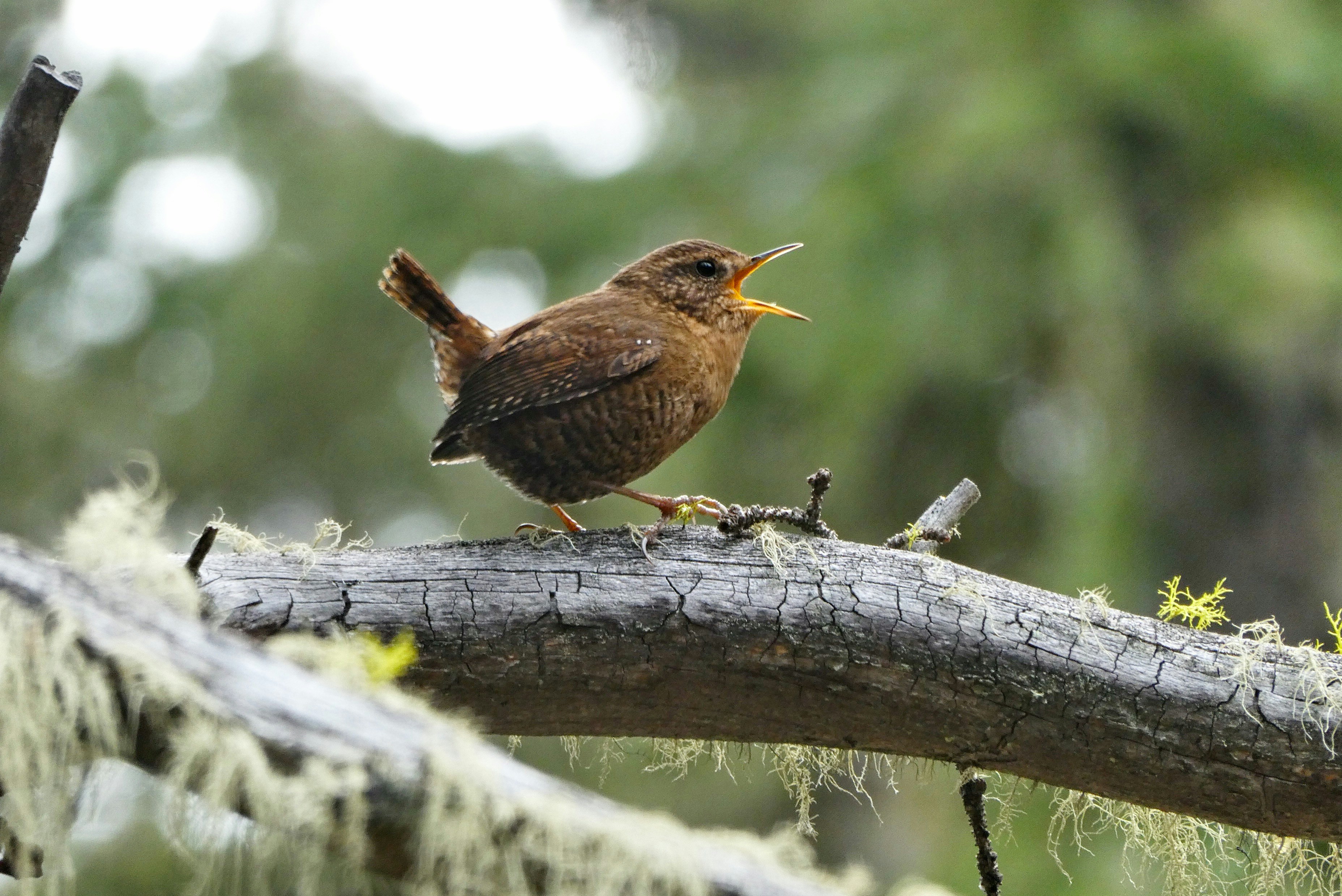 Songbird on a Mossy Branch: Morning Chorus
