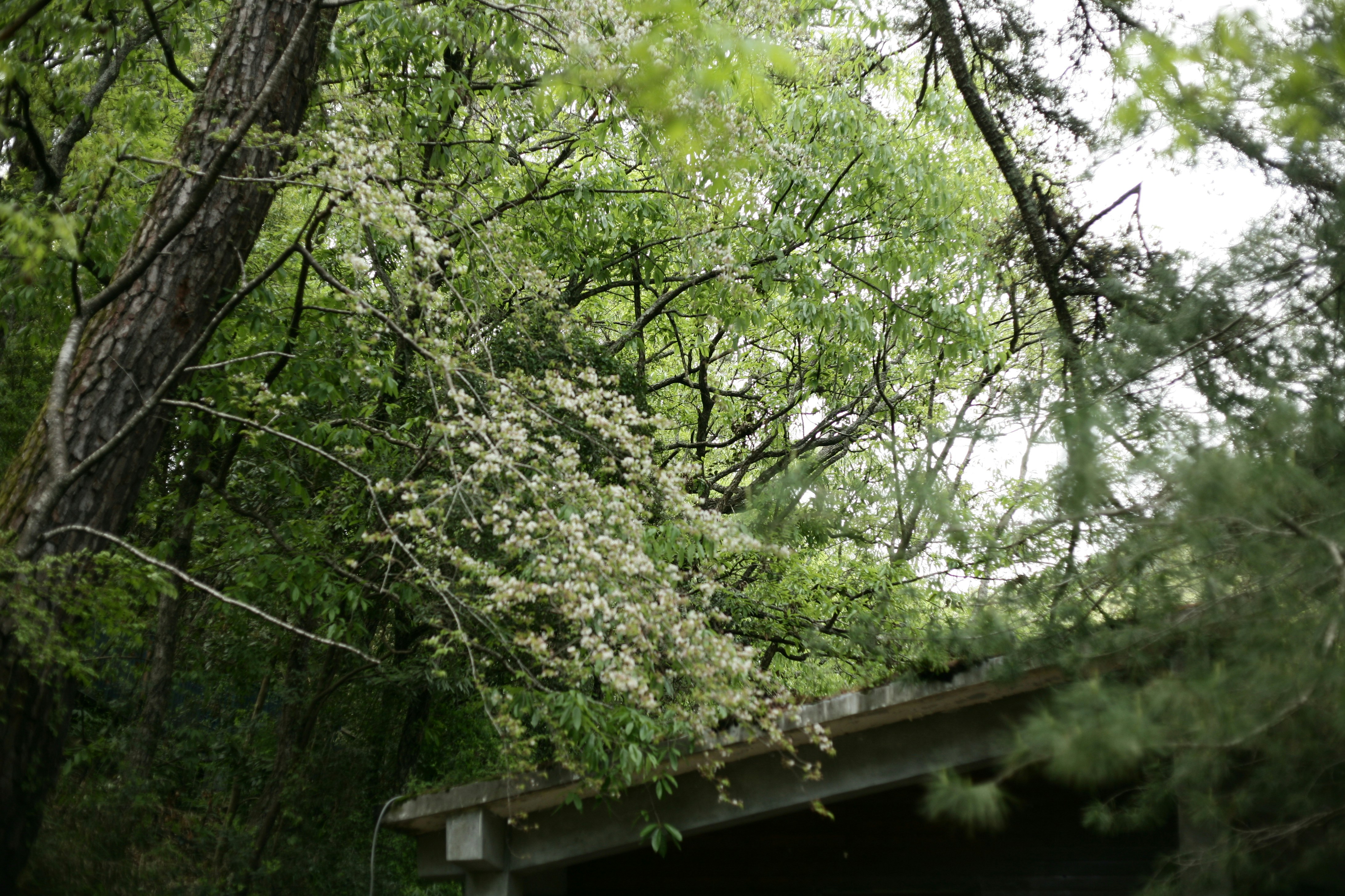 Delicate white blossoms cascade from branches amid a lush green forest backdrop. The scene evokes tranquility and the beauty of natural surroundings.