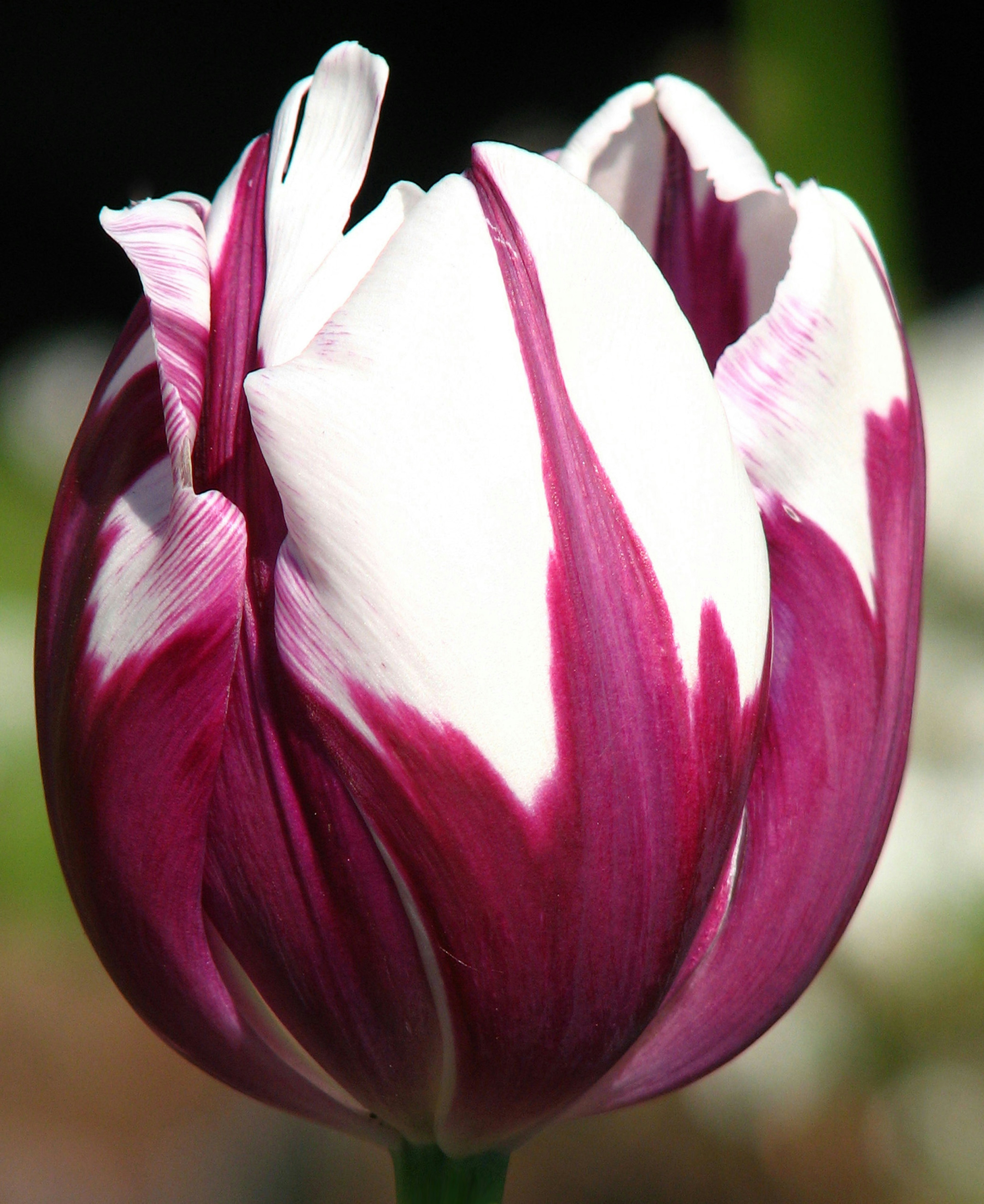 Close-up photograph of a white tulip with magenta stripes, set against a softly blurred background.