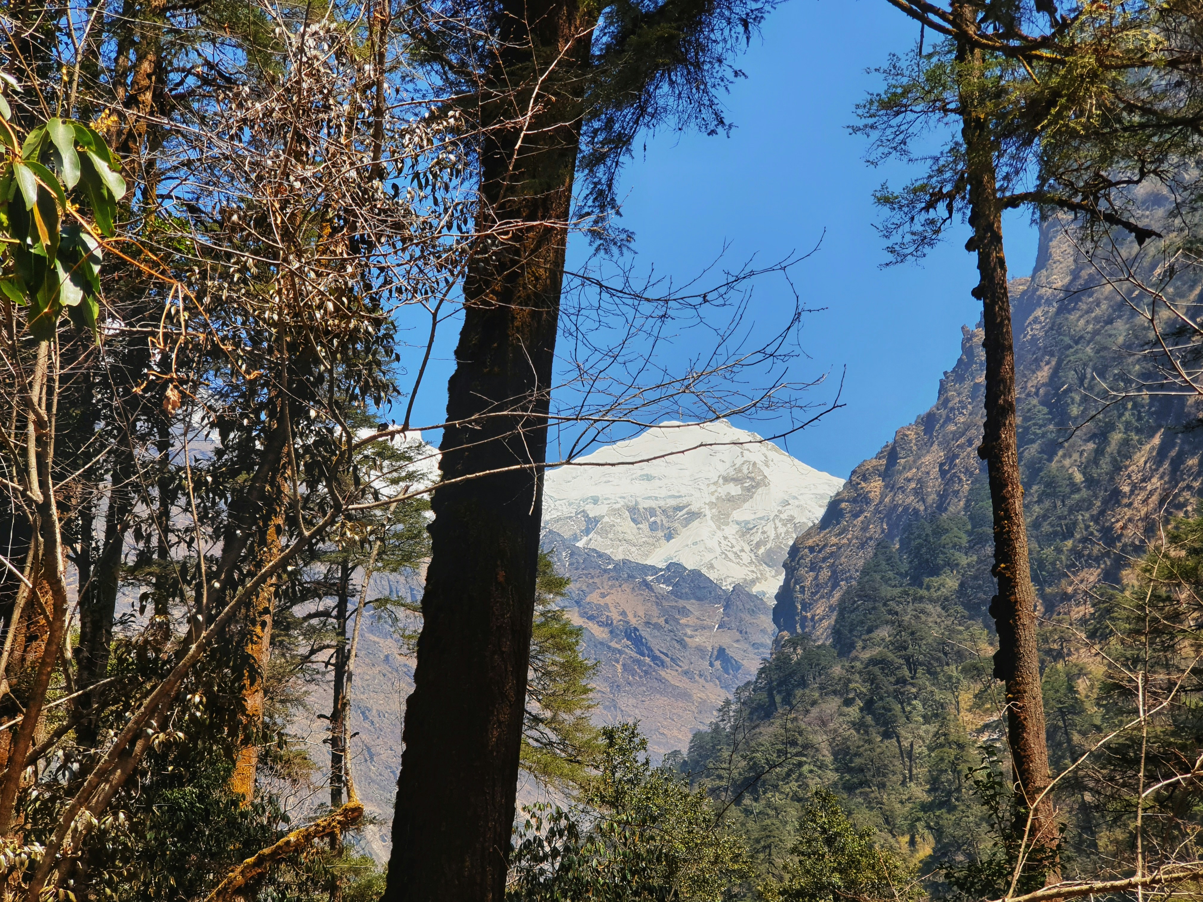 Snow-Crowned Summit Peeking Through a Pine Forest