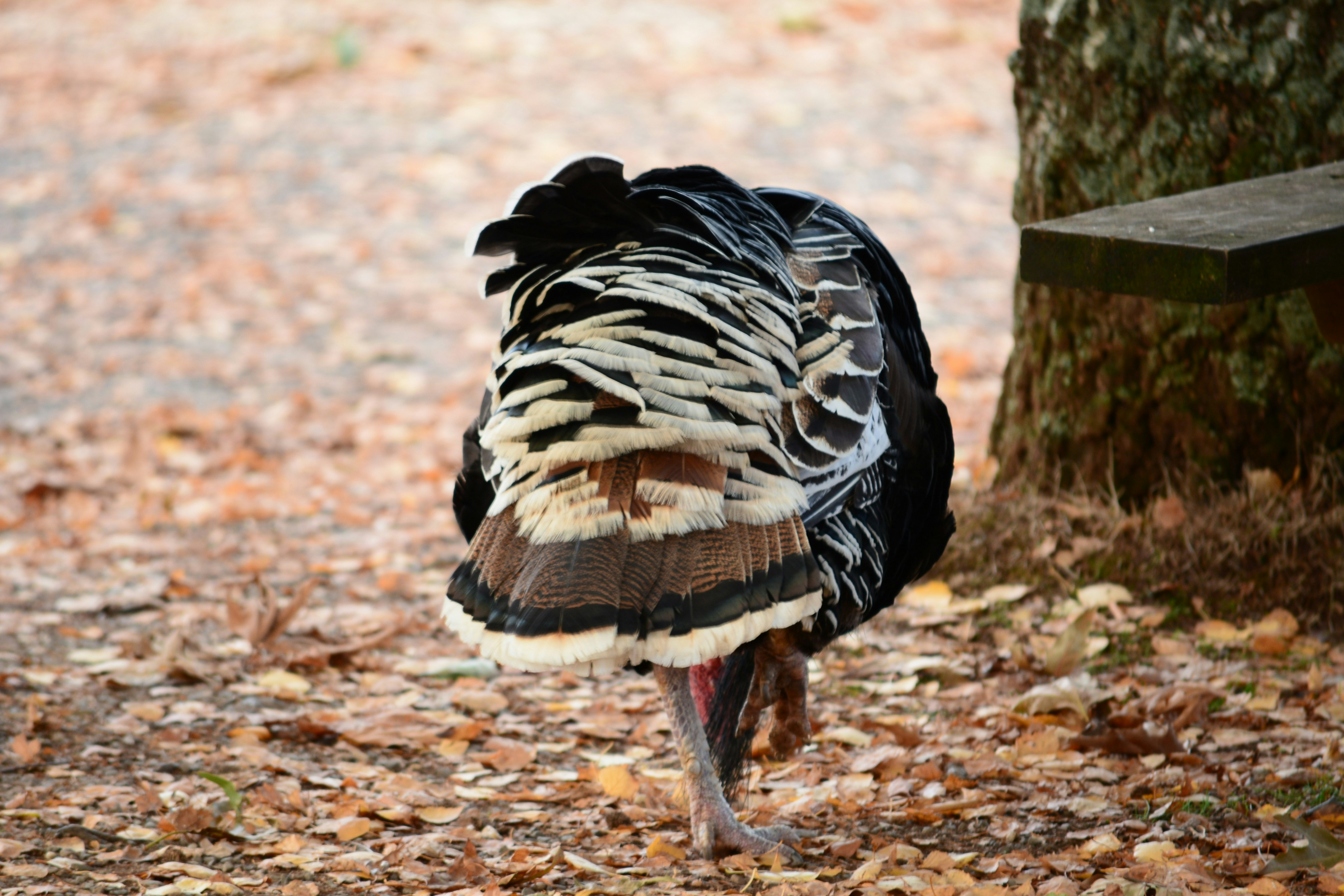 Tail of the Season: A Wild Turkey Among Fallen Leaves